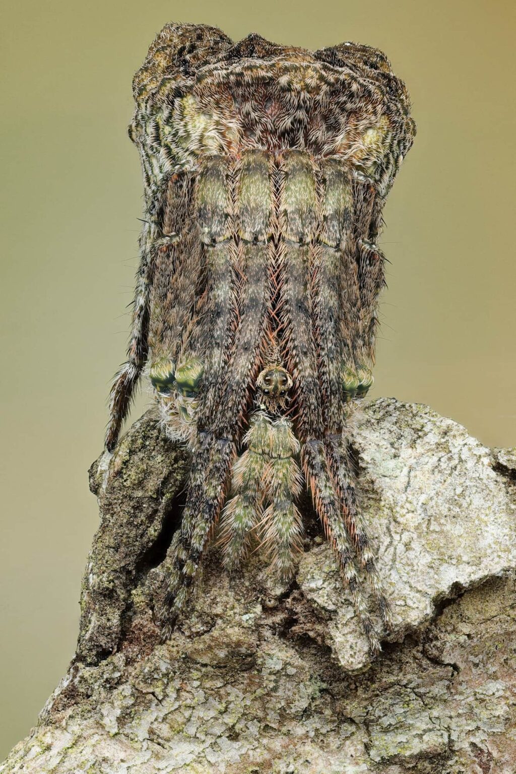 Poltys sp (Twig Spider) – Ausemade