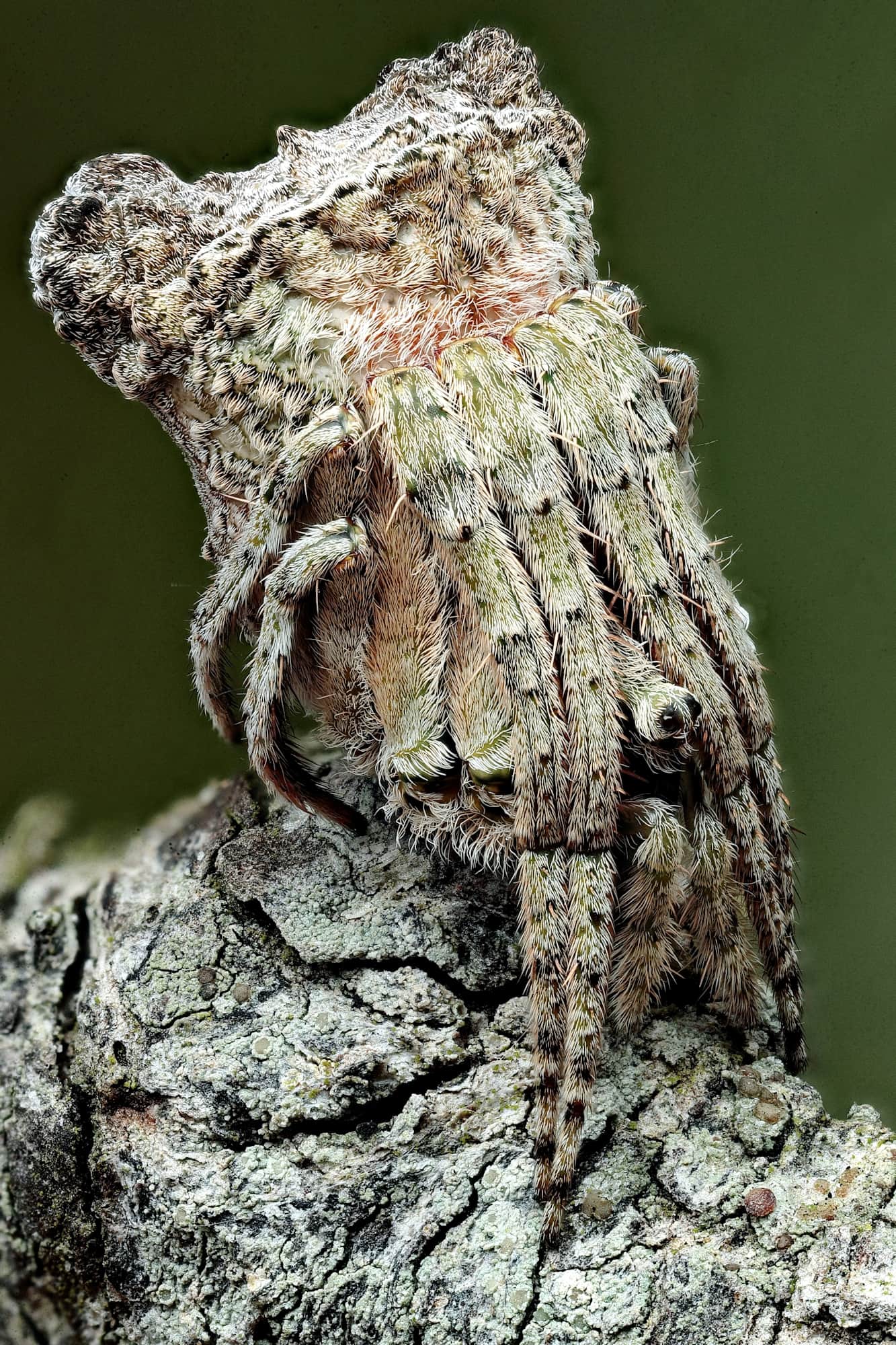 Poltys sp (Twig Spider) – Ausemade