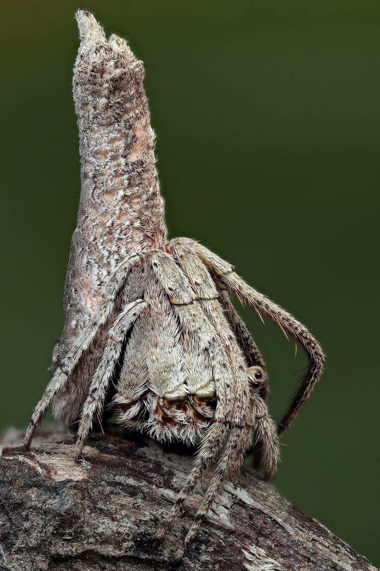 Poltys sp (Twig Spider) – Ausemade