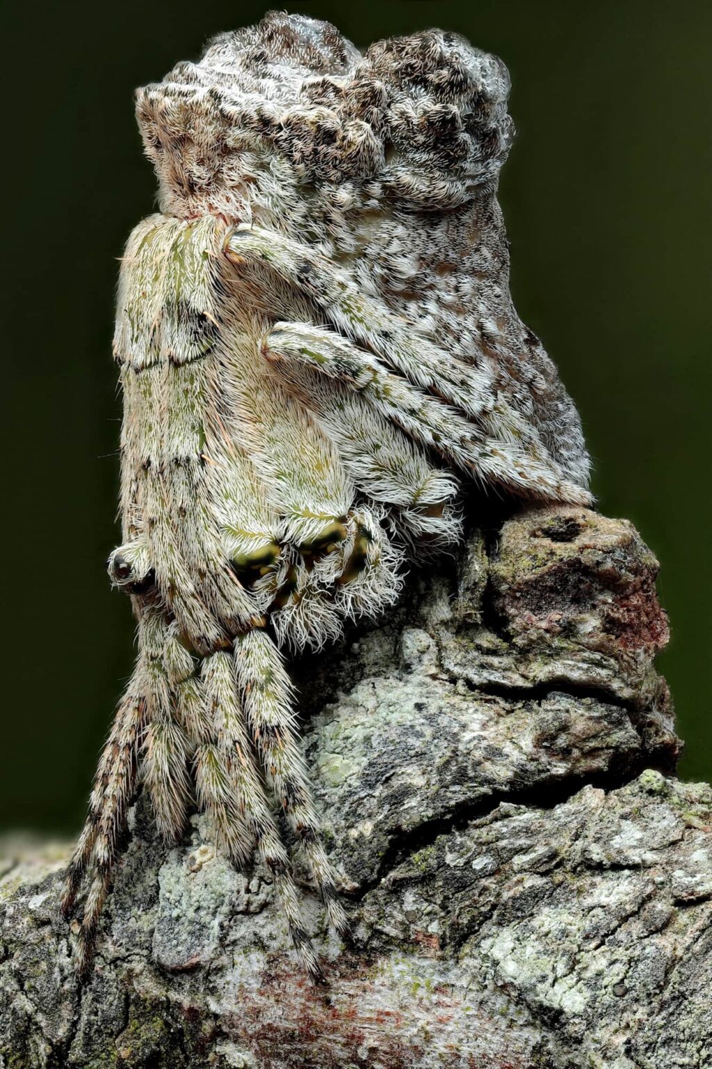 Poltys sp (Twig Spider) – Ausemade