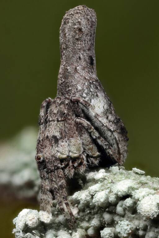 Poltys sp (Twig Spider) – Ausemade