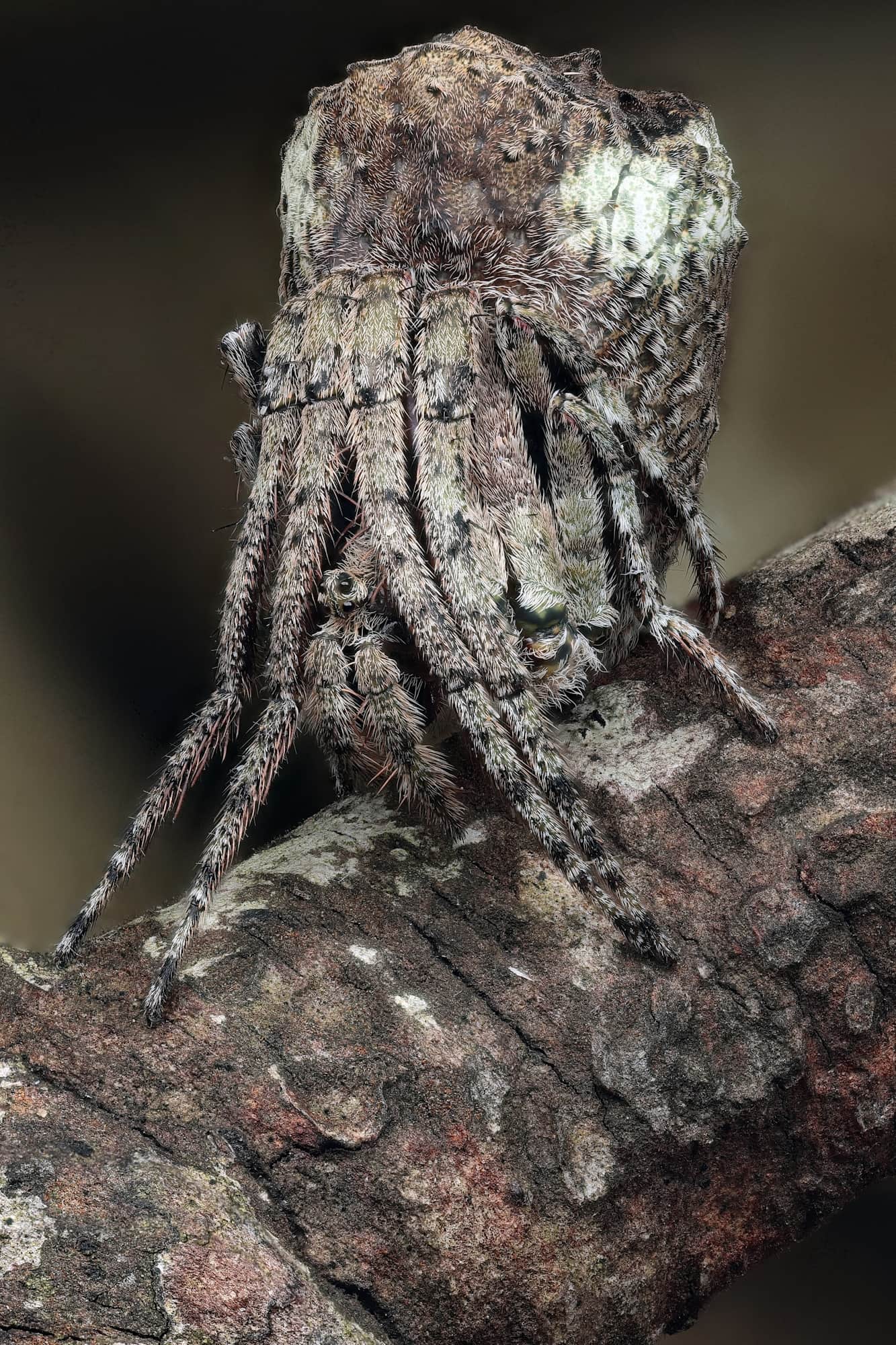 Poltys sp (Twig Spider) – Ausemade