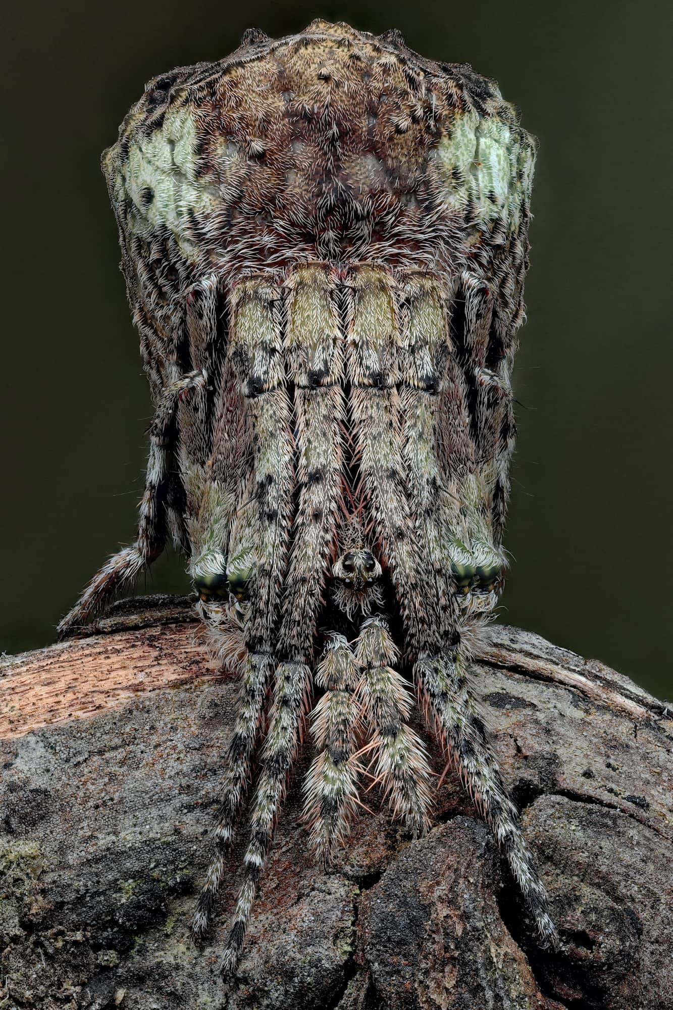 Poltys sp (Twig Spider) – Ausemade