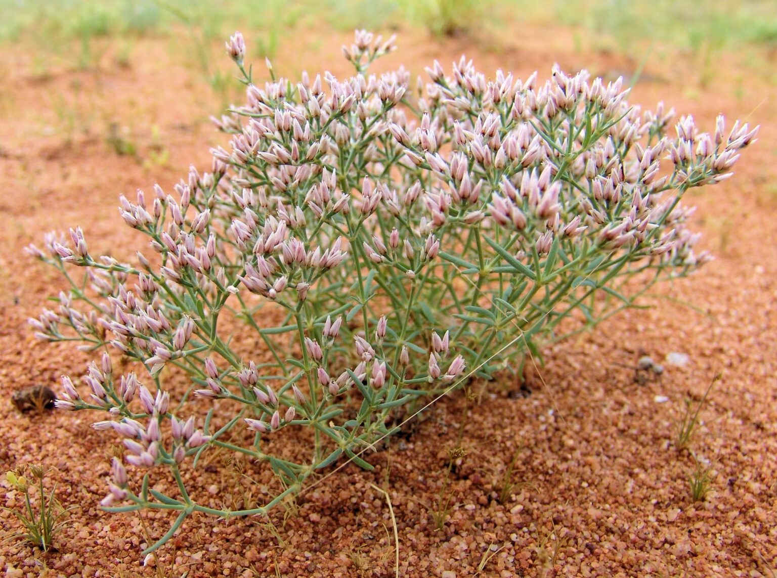 Polycarpaea brevifolia – Ausemade
