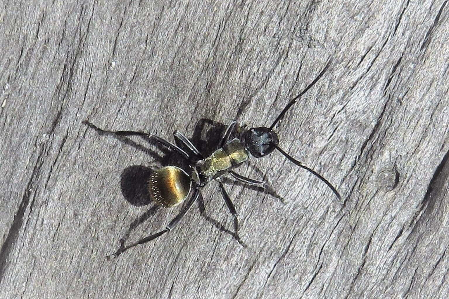Polyrhachis ammon (Golden-tailed Spiny Ant) – Ausemade