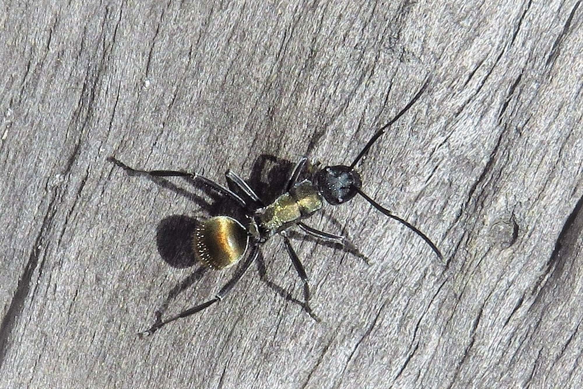 Polyrhachis ammon (Golden-tailed Spiny Ant) – Ausemade