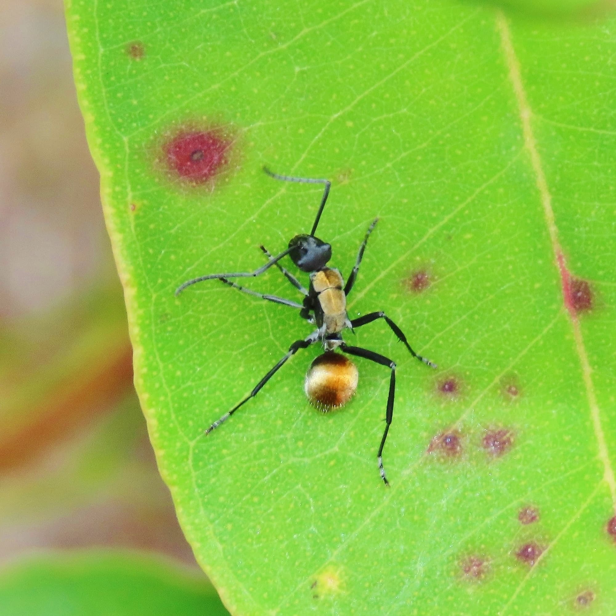 Polyrhachis ammon (Golden-tailed Spiny Ant) – Ausemade