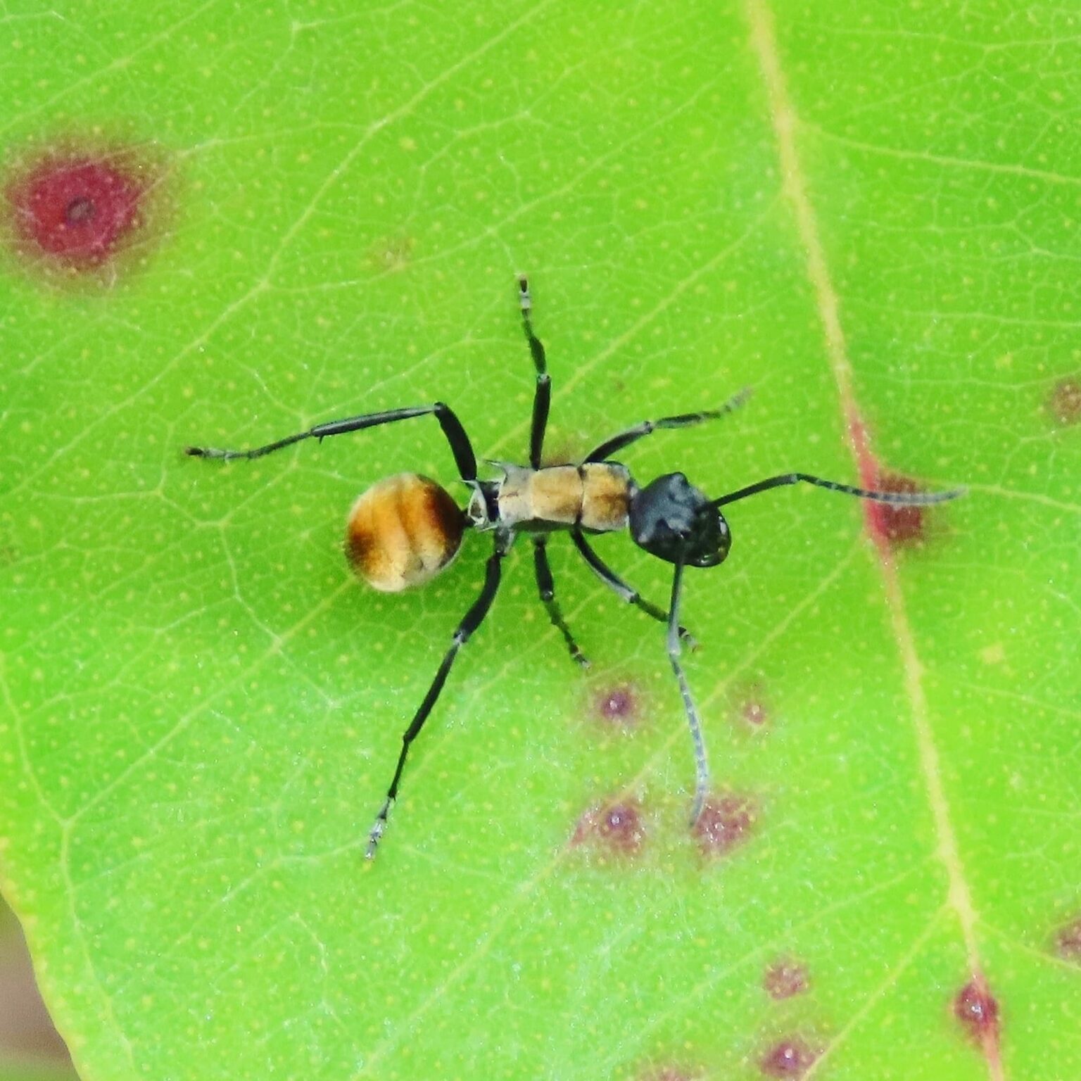 Polyrhachis ammon (Golden-tailed Spiny Ant) – Ausemade
