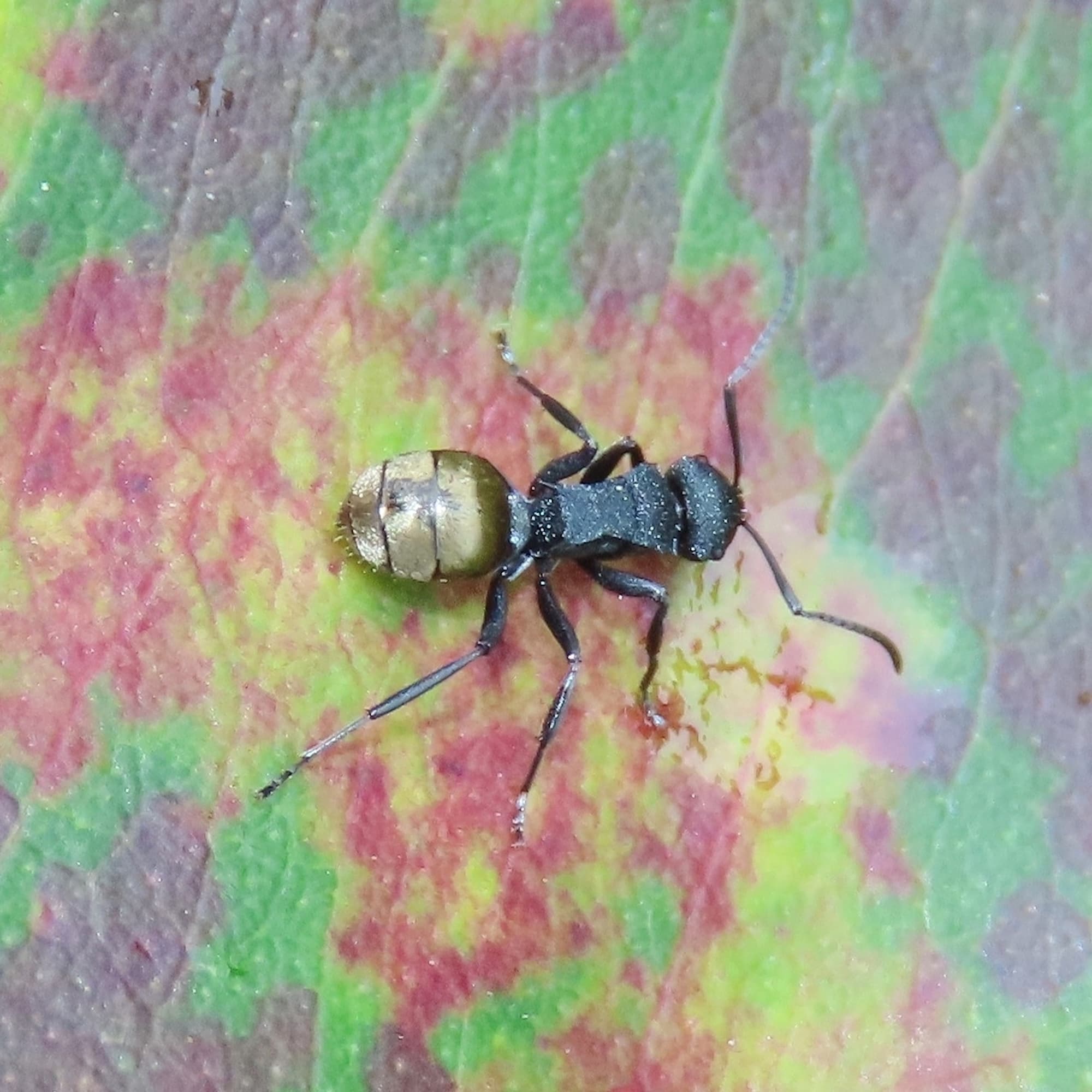 Polyrhachis erato – Ausemade