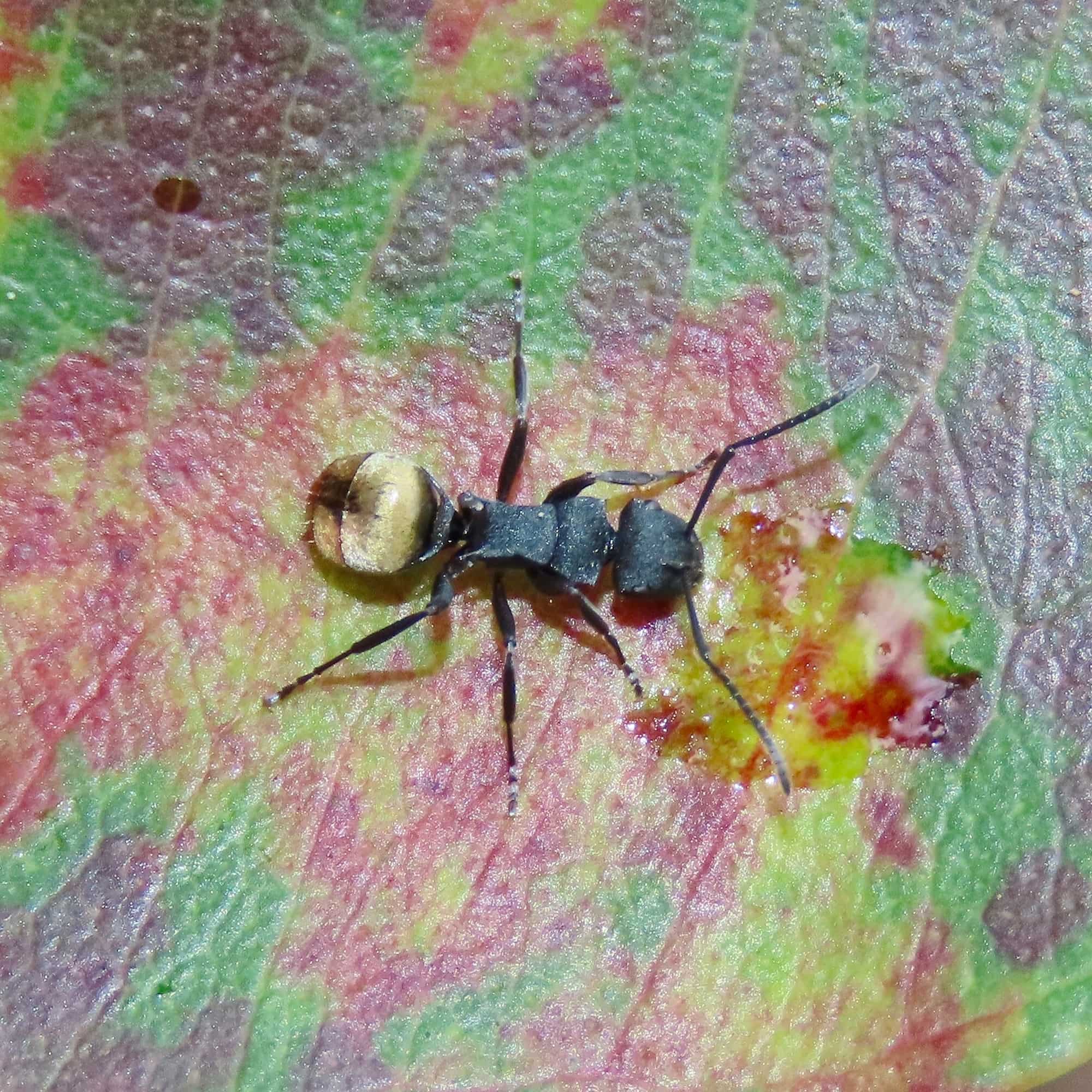Polyrhachis erato – Ausemade