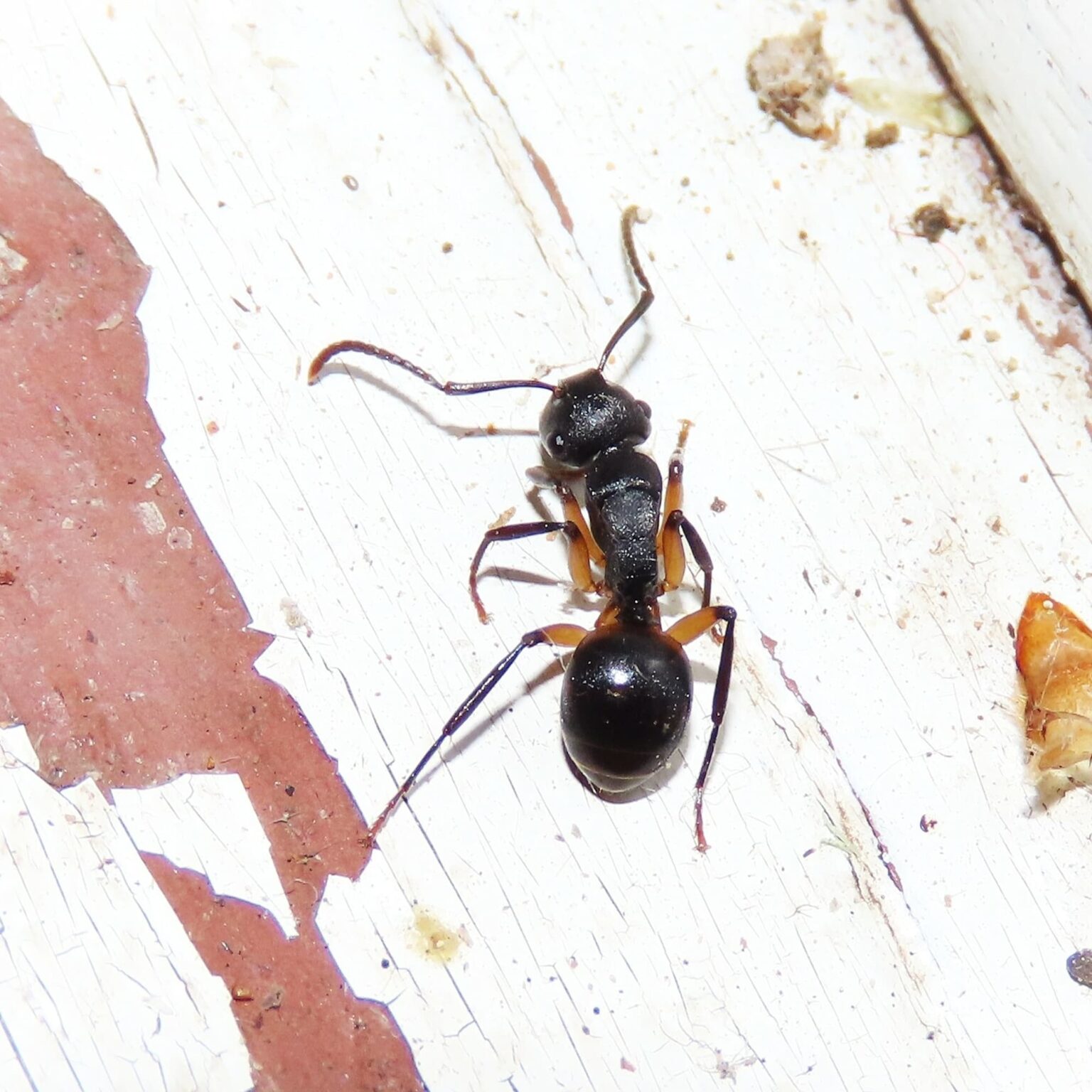 Polyrhachis femorata (Southern Broad-nosed Spiny Ant) – Ausemade