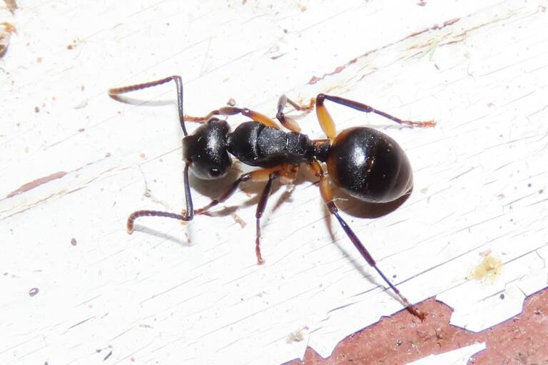Polyrhachis femorata (Southern Broad-nosed Spiny Ant) – Ausemade