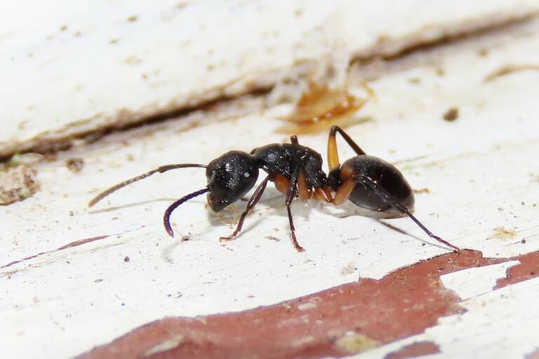 Polyrhachis femorata (Southern Broad-nosed Spiny Ant) – Ausemade