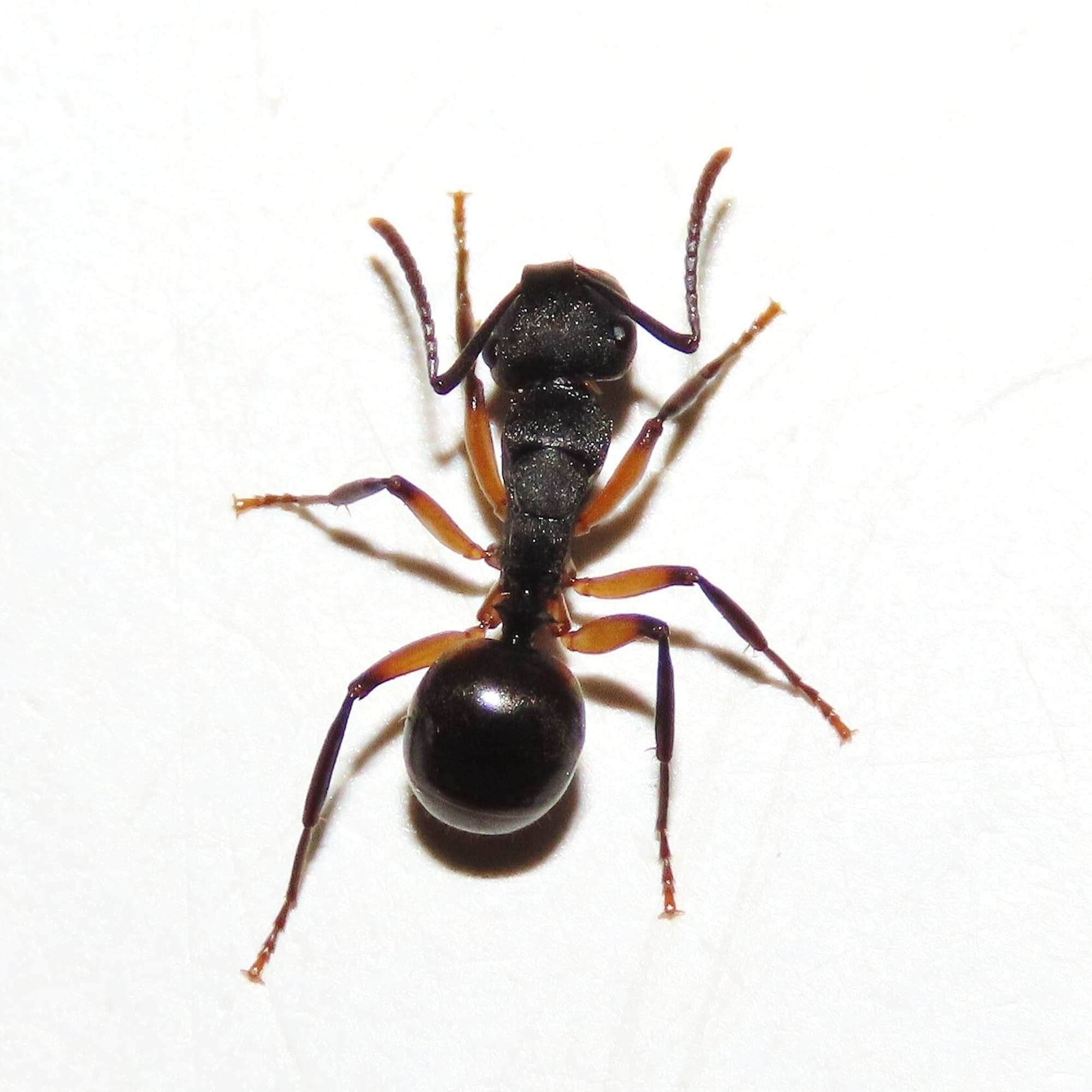 Polyrhachis femorata (Southern Broad-nosed Spiny Ant) – Ausemade