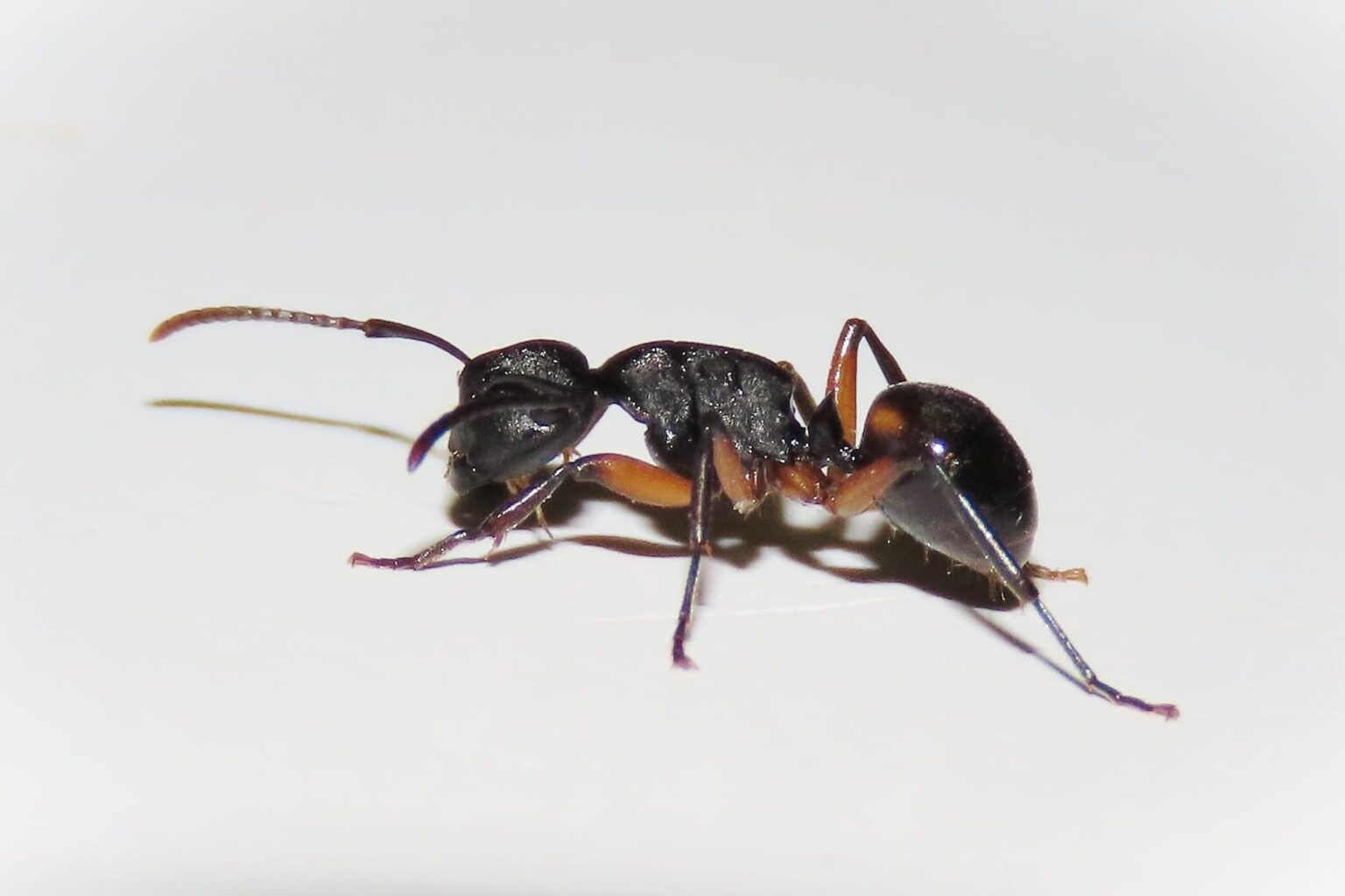 Polyrhachis femorata (Southern Broad-nosed Spiny Ant) – Ausemade