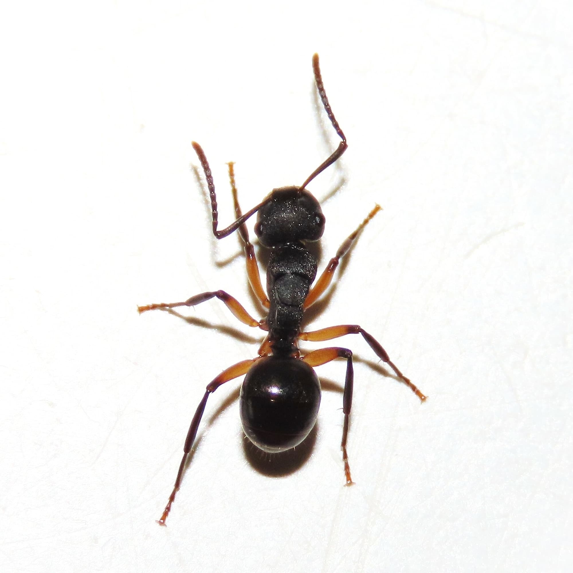 Polyrhachis femorata (Southern Broad-nosed Spiny Ant) – Ausemade