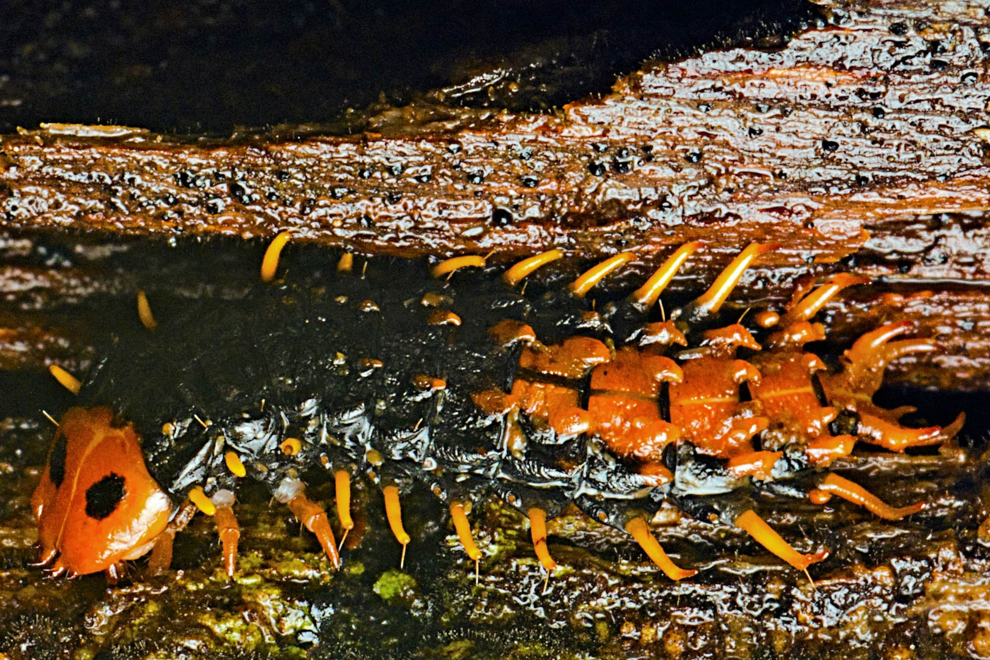 Lycidae – Ausemade