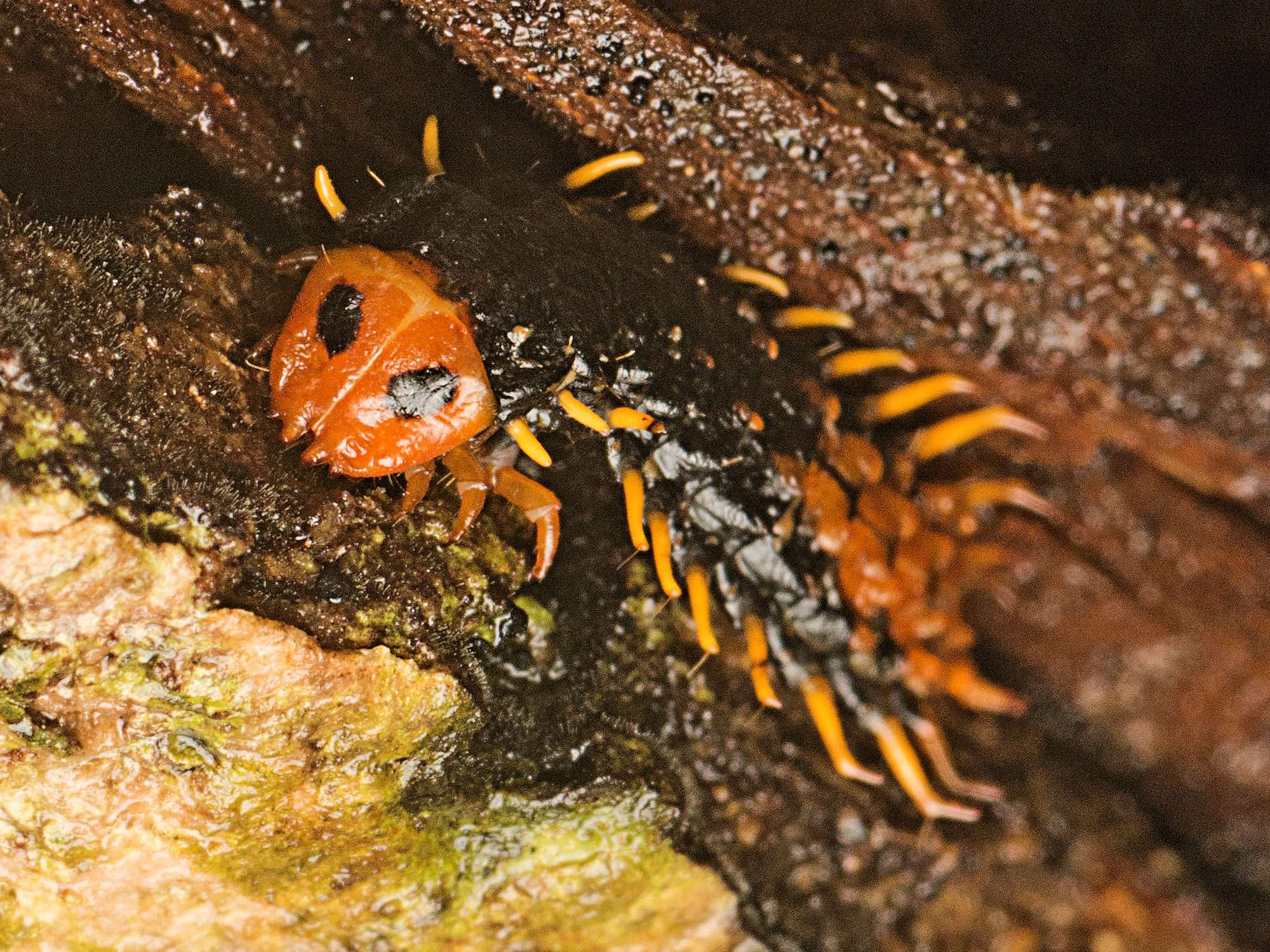 Lycidae – Ausemade