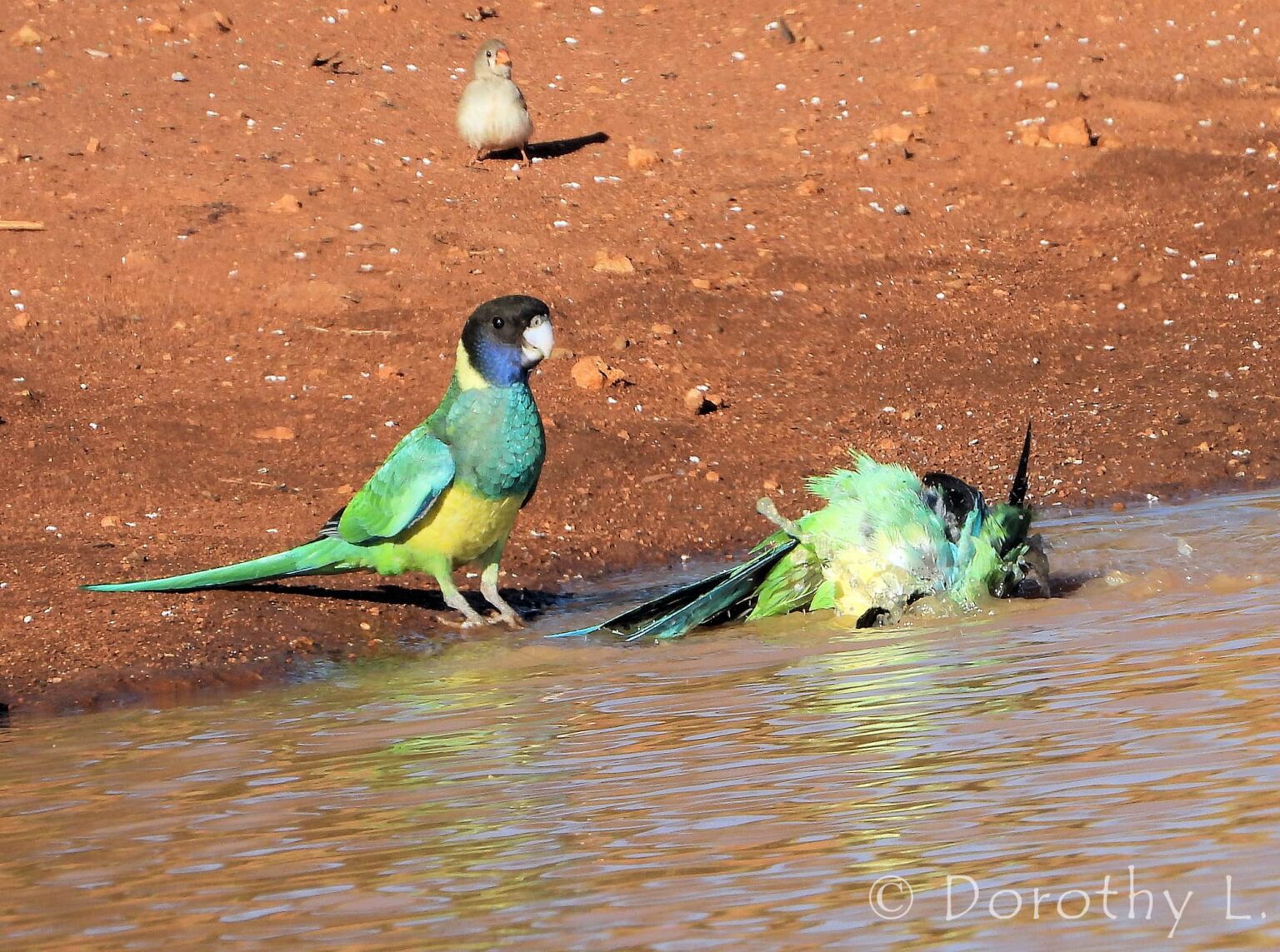 Port Lincoln Ringneck – Ausemade