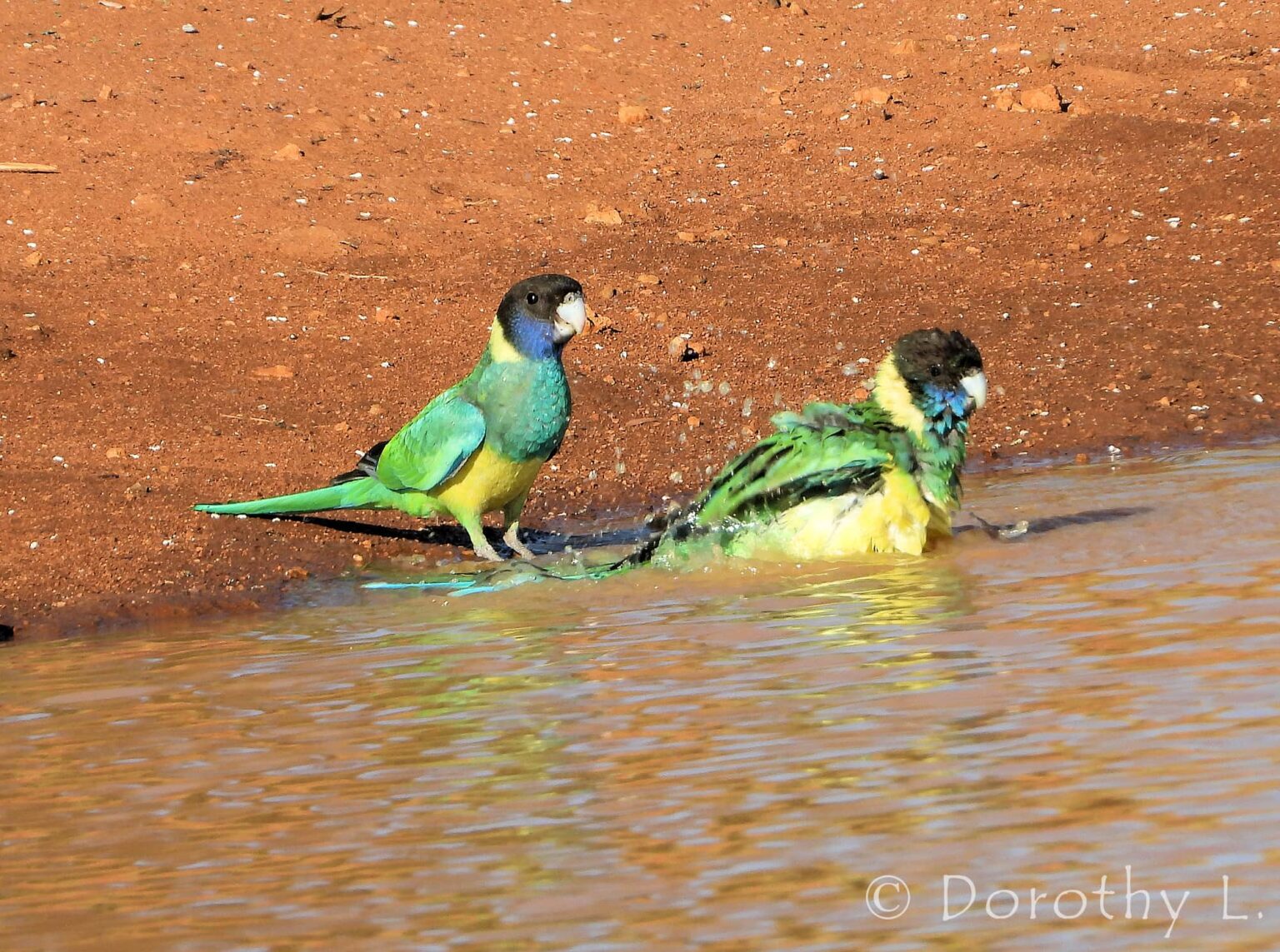 Port Lincoln Ringneck – Ausemade