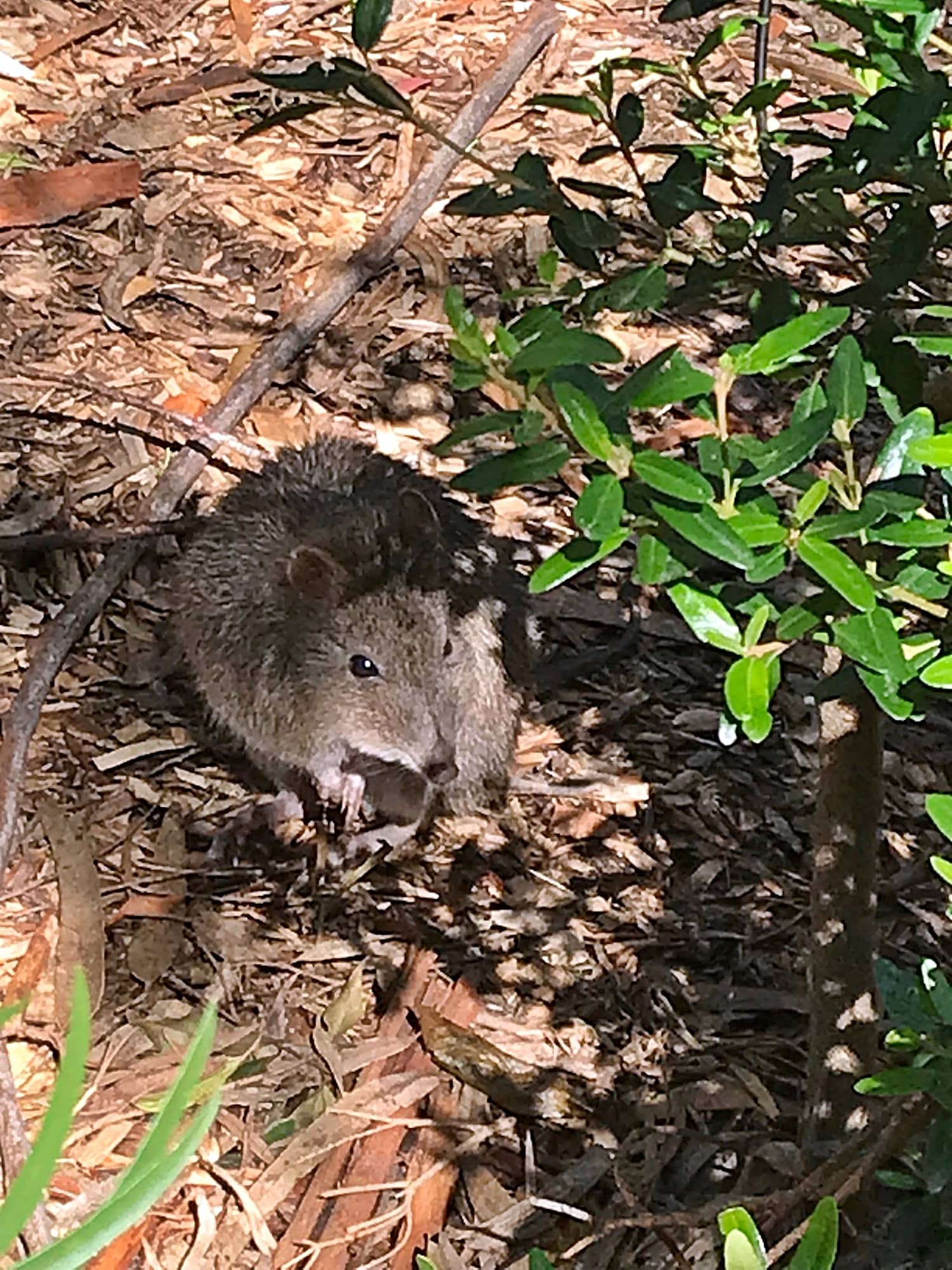 South Australia Fauna – Ausemade