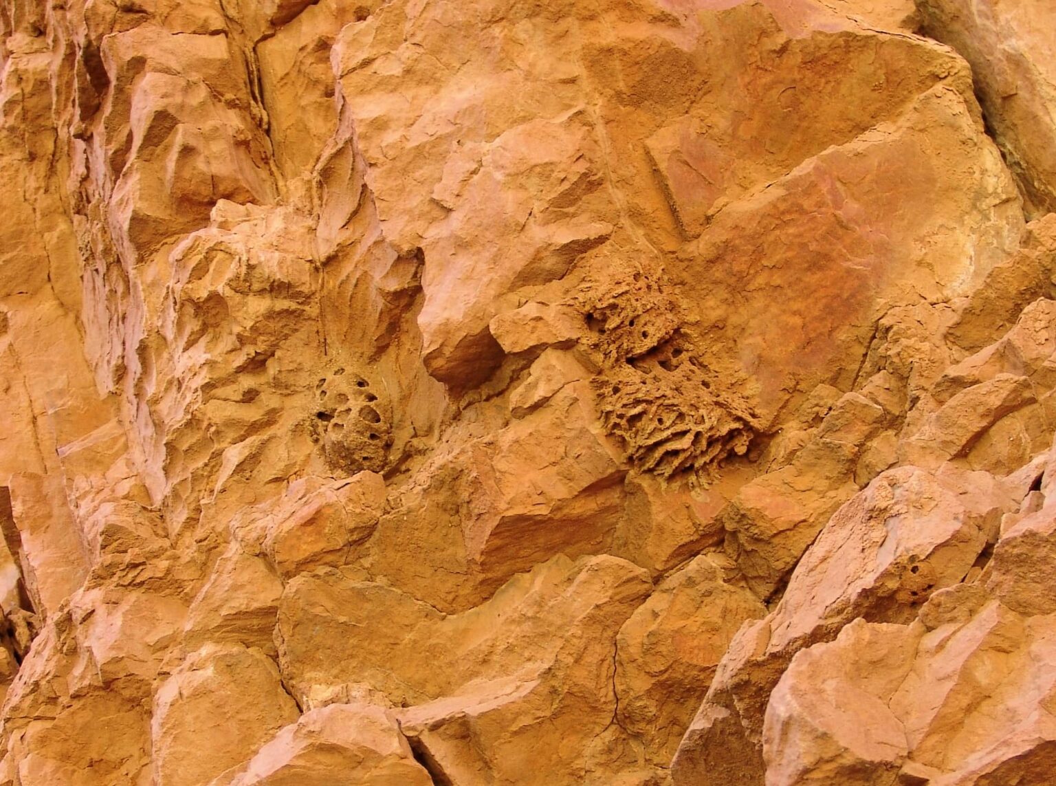 Mud Nests and Potter Wasps – Ausemade
