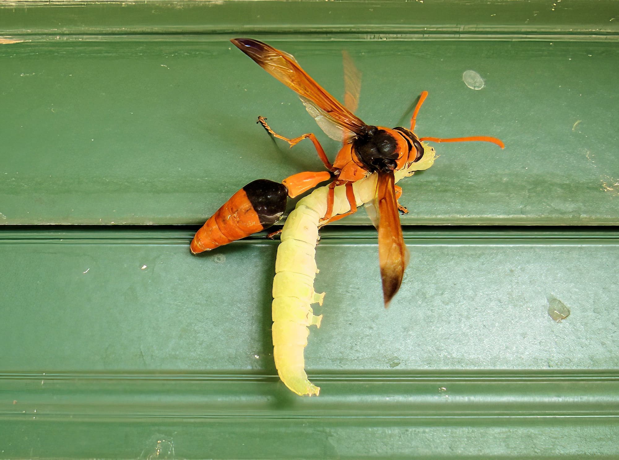 Orange Wasps – Ausemade