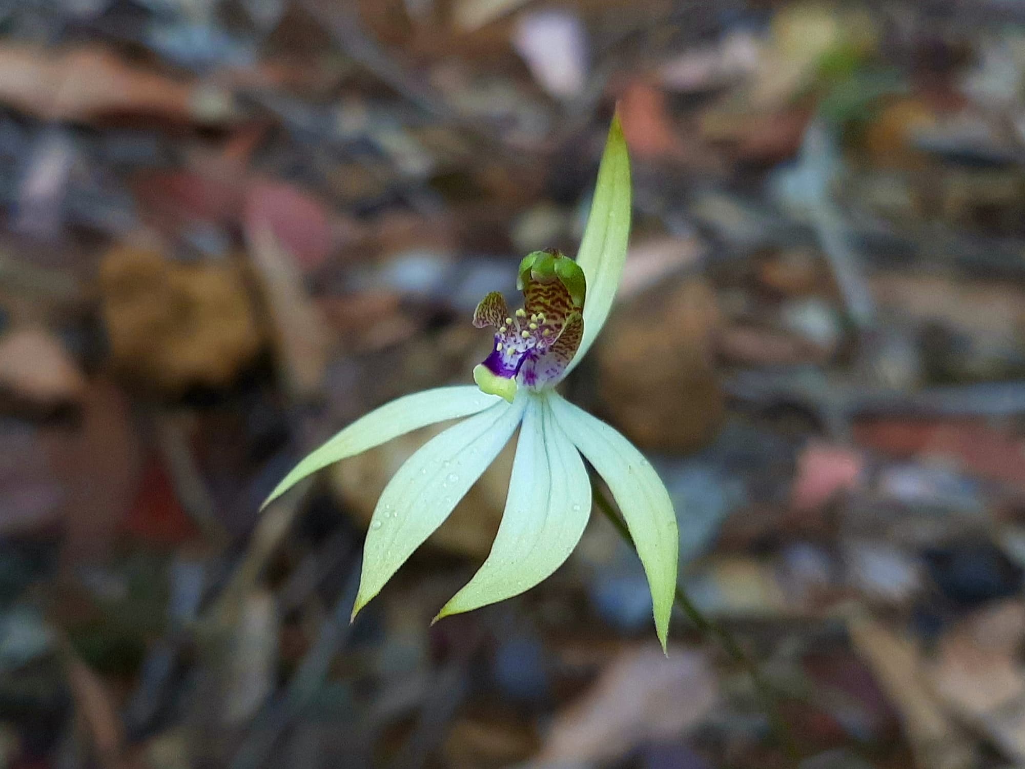 Praecoxanthus aphyllus (Leafless Orchid) – Ausemade