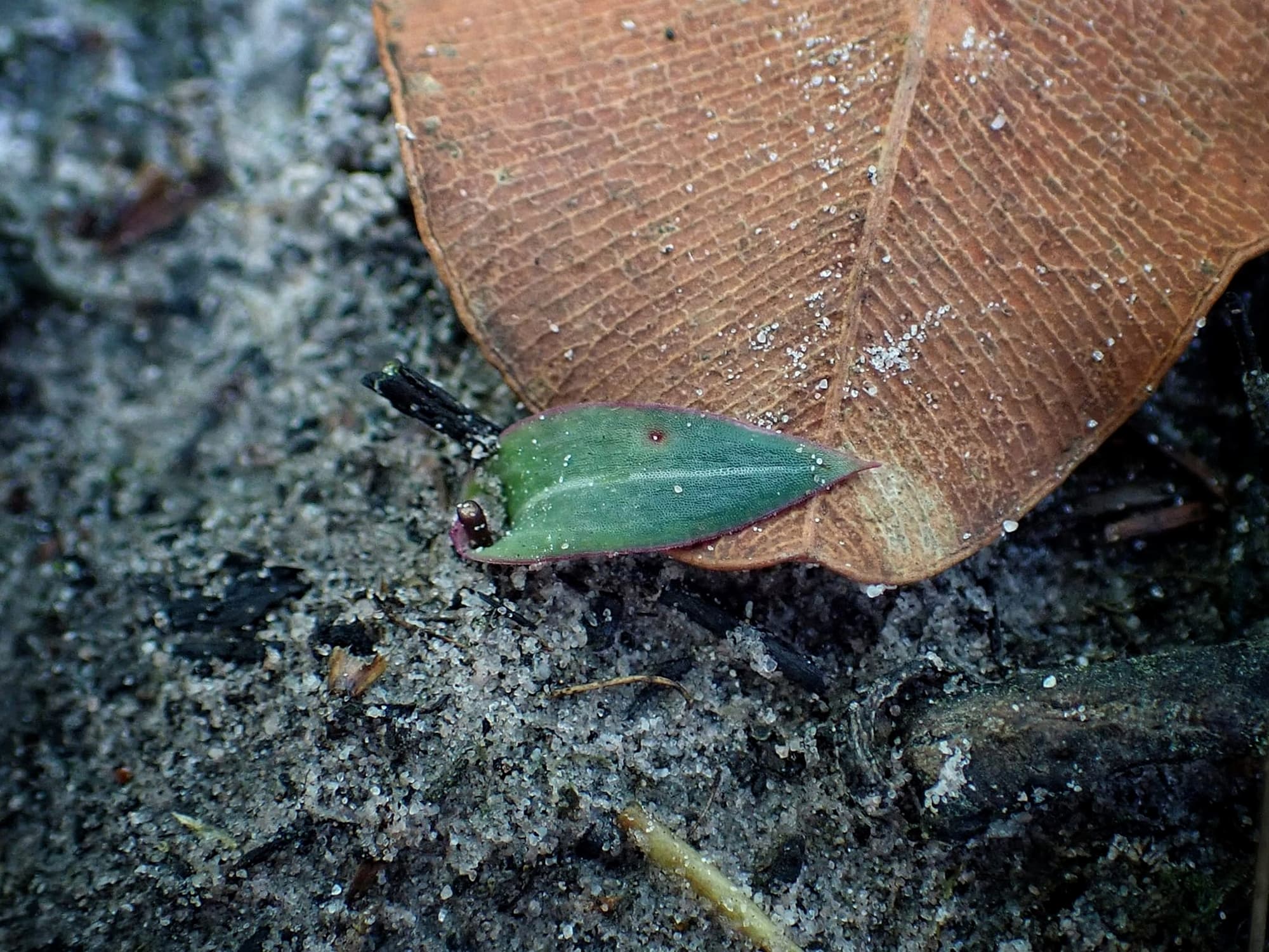 Praecoxanthus aphyllus (Leafless Orchid) – Ausemade