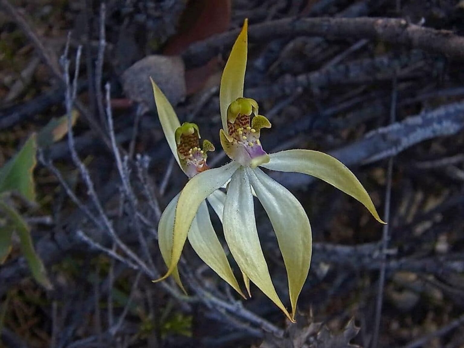 Praecoxanthus aphyllus (Leafless Orchid) – Ausemade