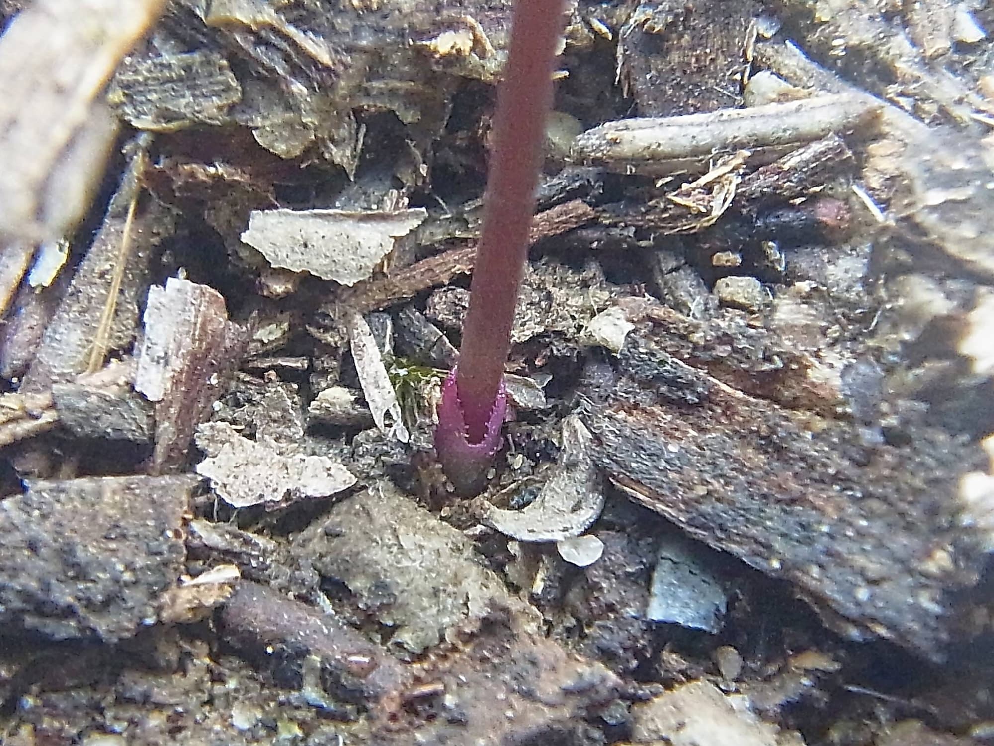 Praecoxanthus aphyllus (Leafless Orchid) – Ausemade