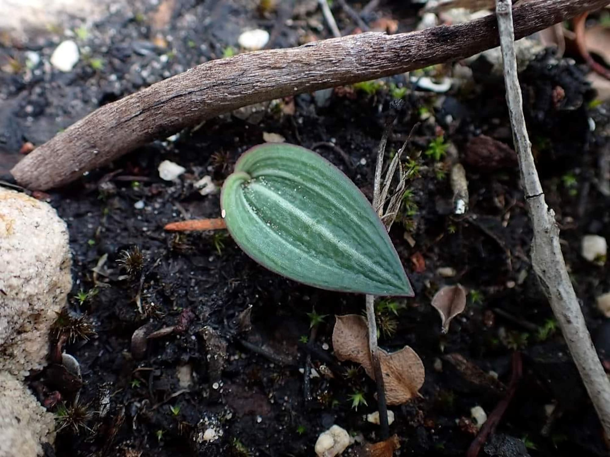 Praecoxanthus aphyllus (Leafless Orchid) – Ausemade