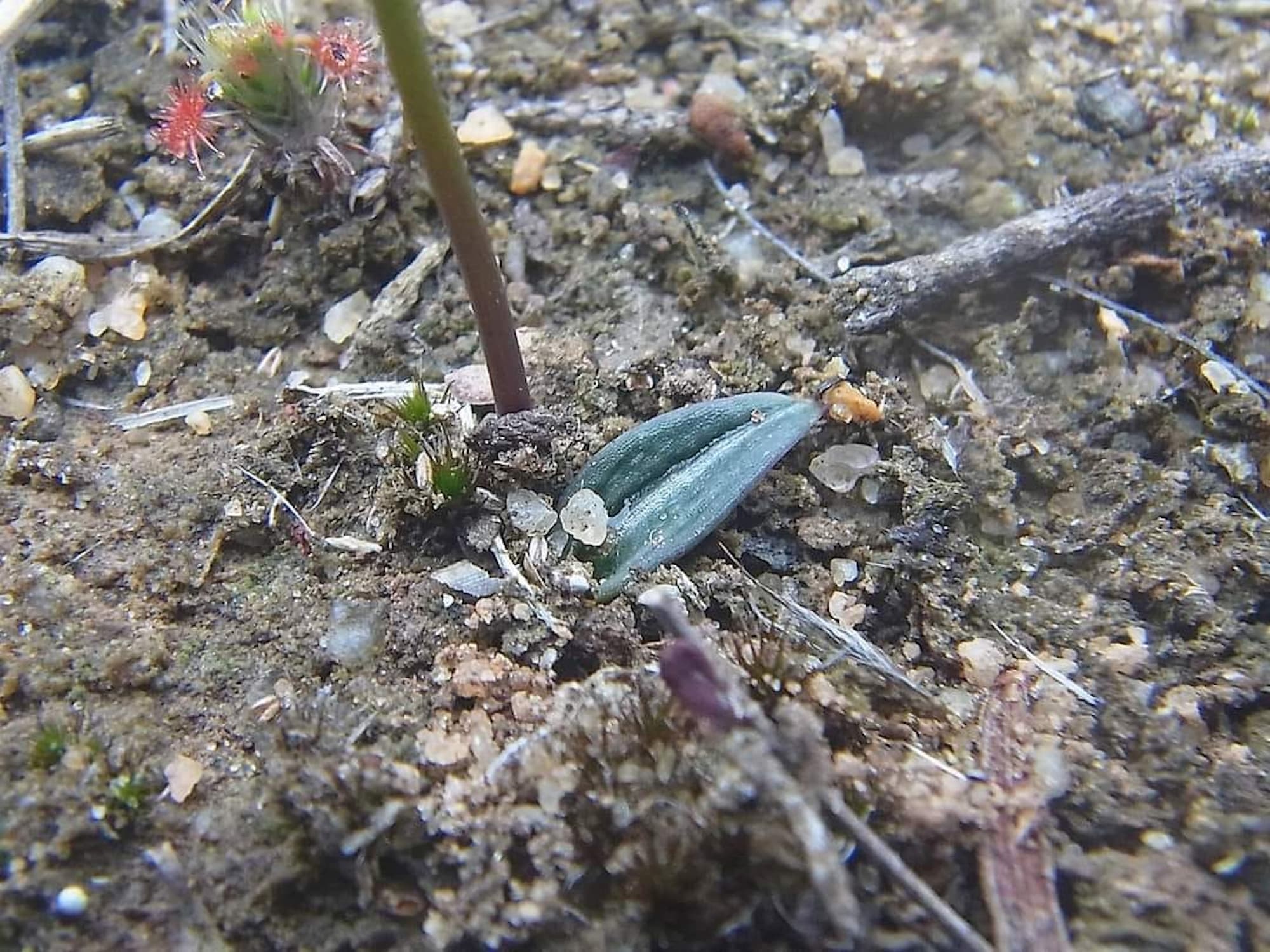 Praecoxanthus aphyllus (Leafless Orchid) – Ausemade