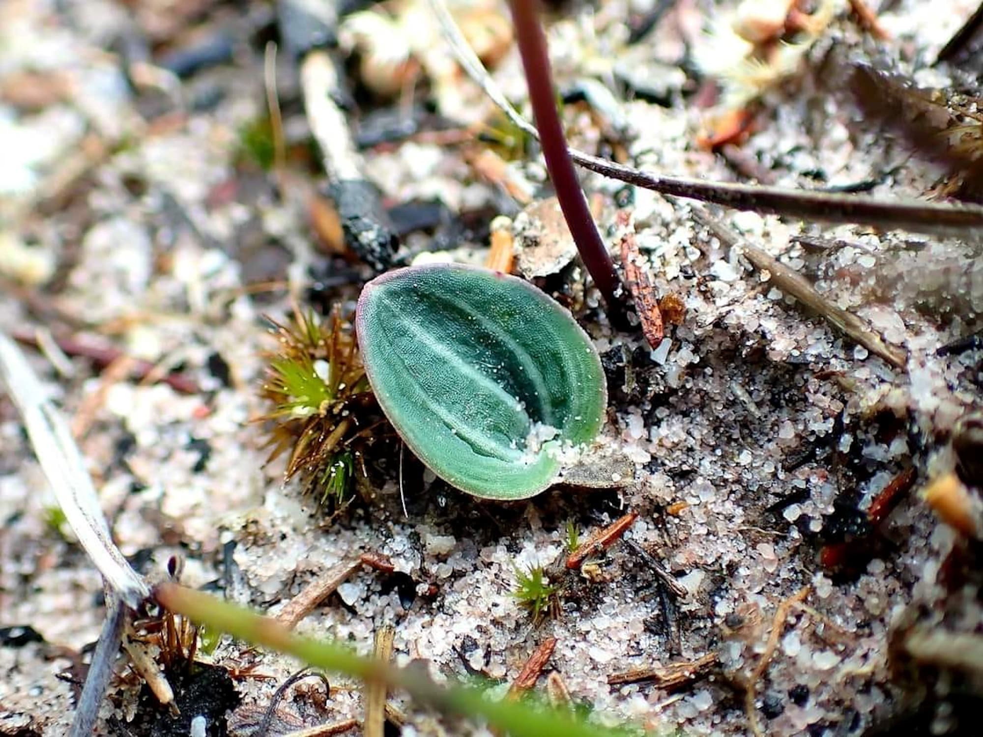 Praecoxanthus aphyllus (Leafless Orchid) – Ausemade