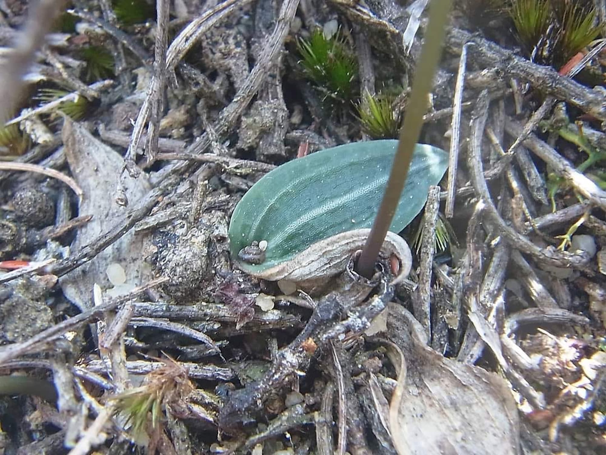 Praecoxanthus aphyllus (Leafless Orchid) – Ausemade