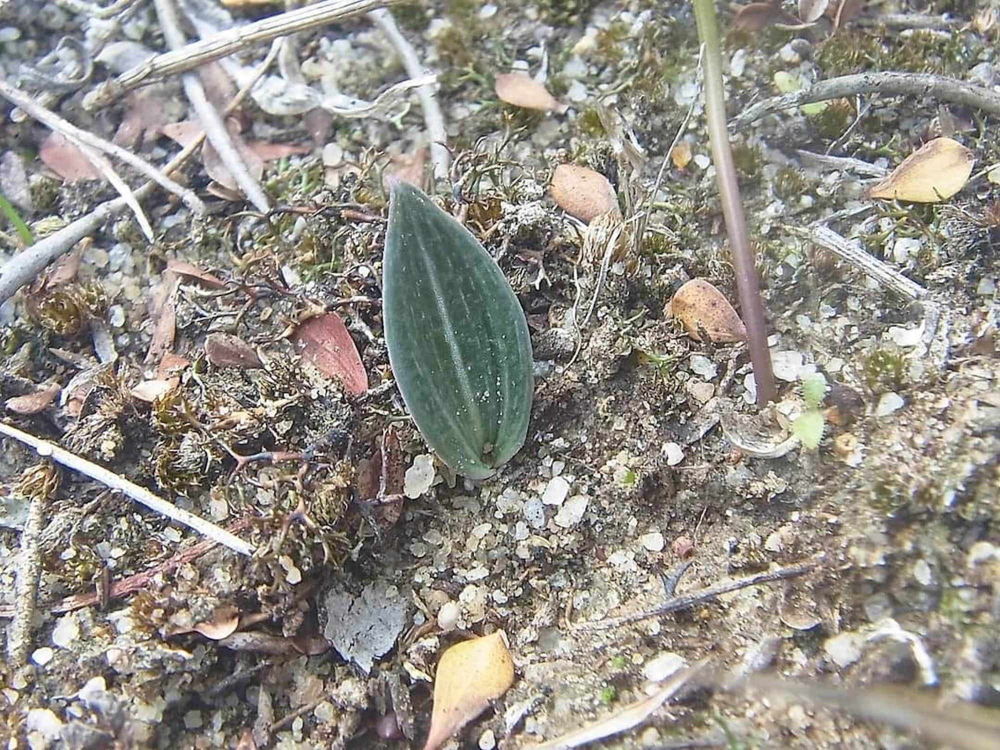 Praecoxanthus aphyllus (Leafless Orchid) – Ausemade