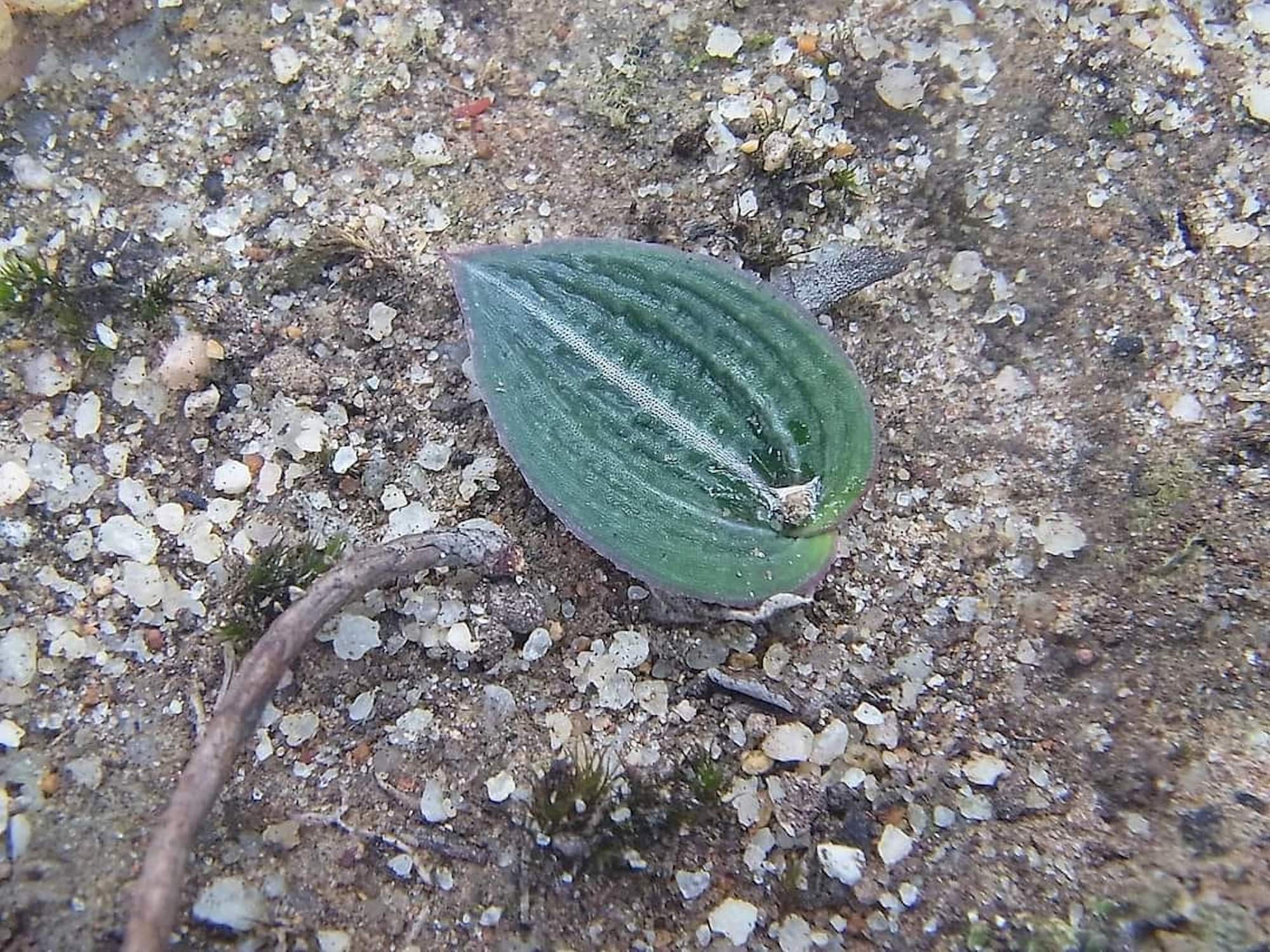 Praecoxanthus aphyllus (Leafless Orchid) – Ausemade