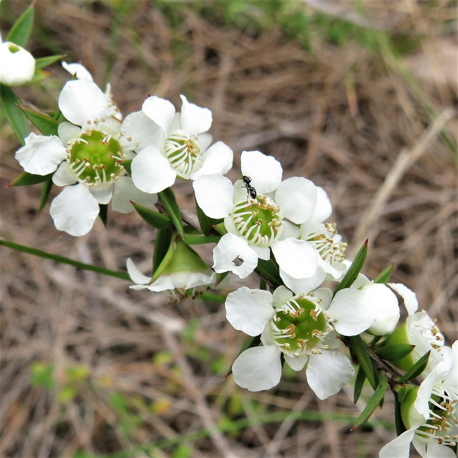Leptospermum continentale (Prickly Tea-Tree) – Ausemade