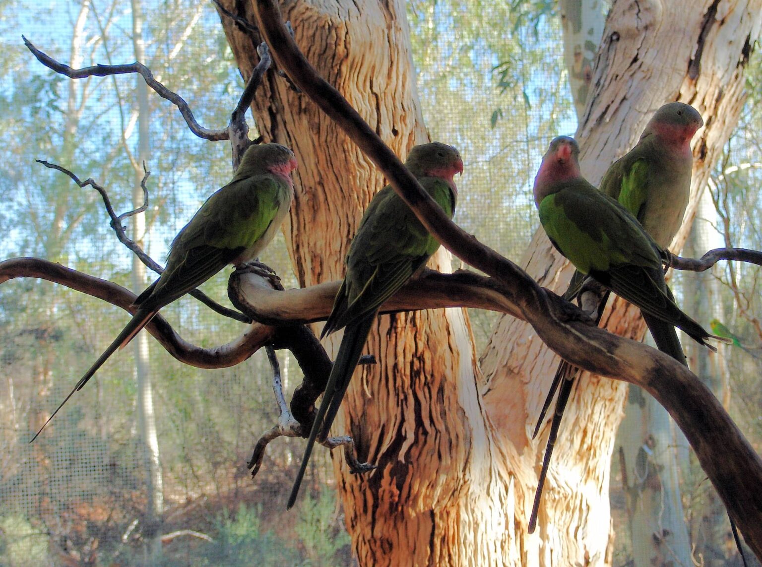 Princess Parrot – Ausemade