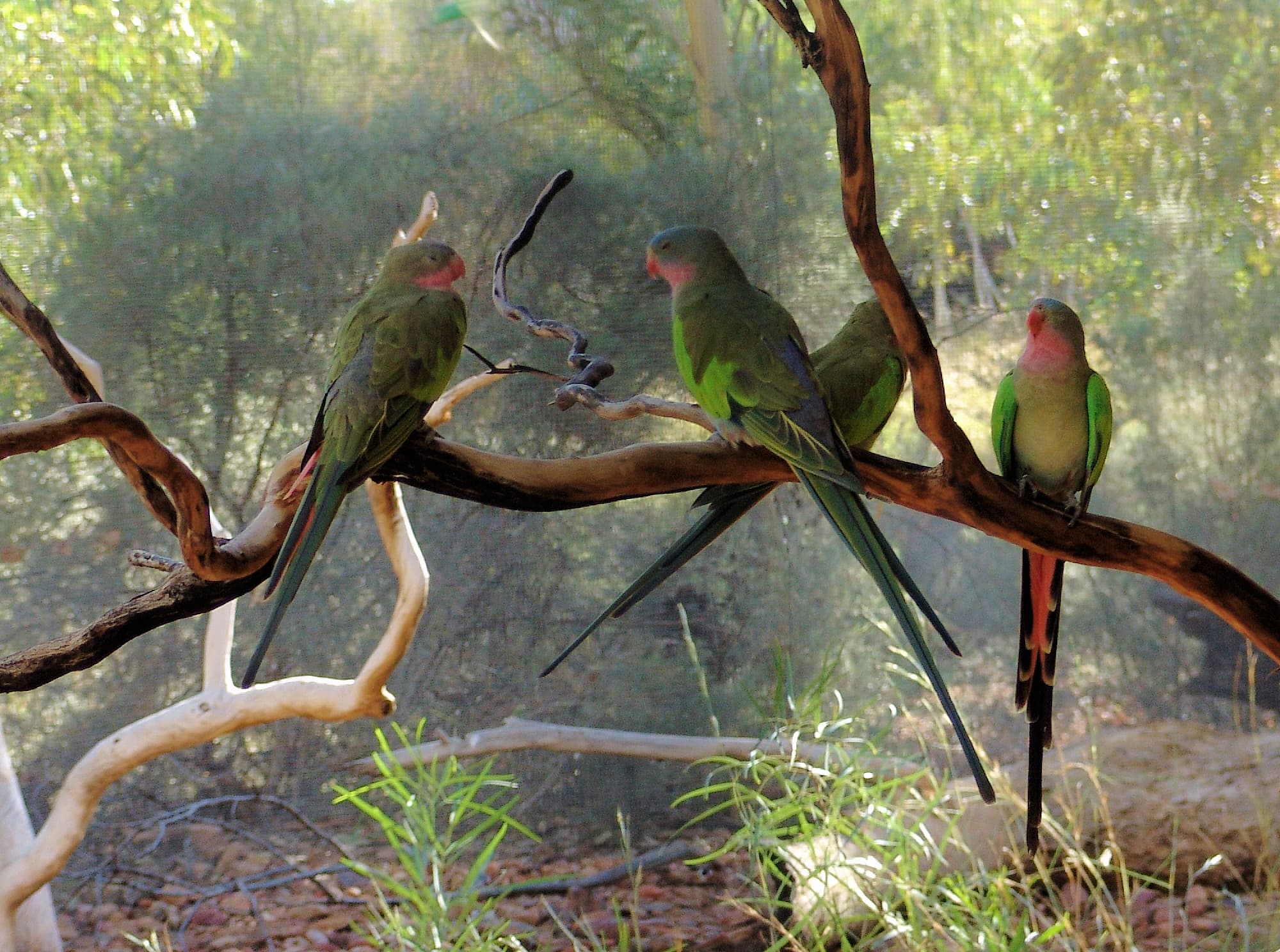 Princess Parrot – Ausemade