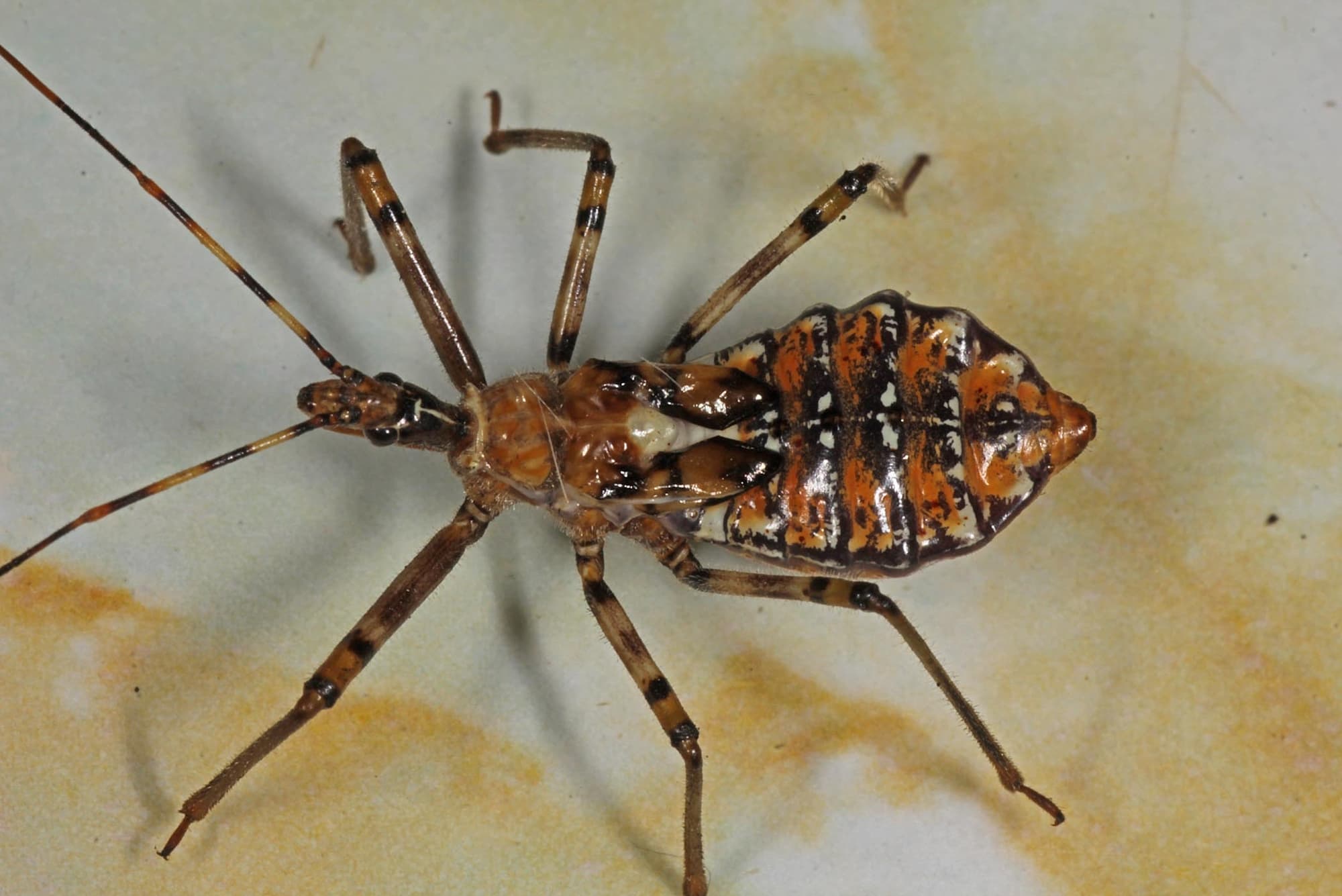Reduviidae Assassin Bugs – Ausemade