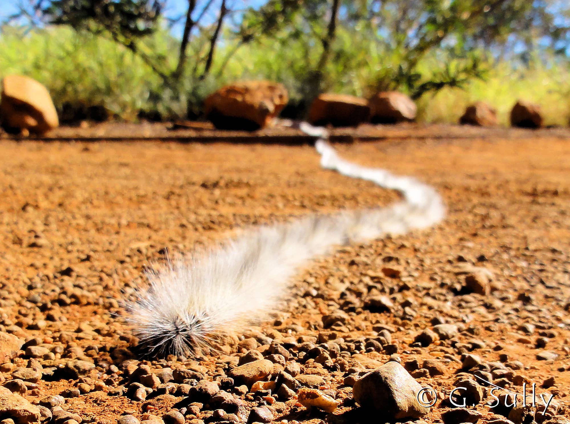 Processionary Caterpillar – Ausemade