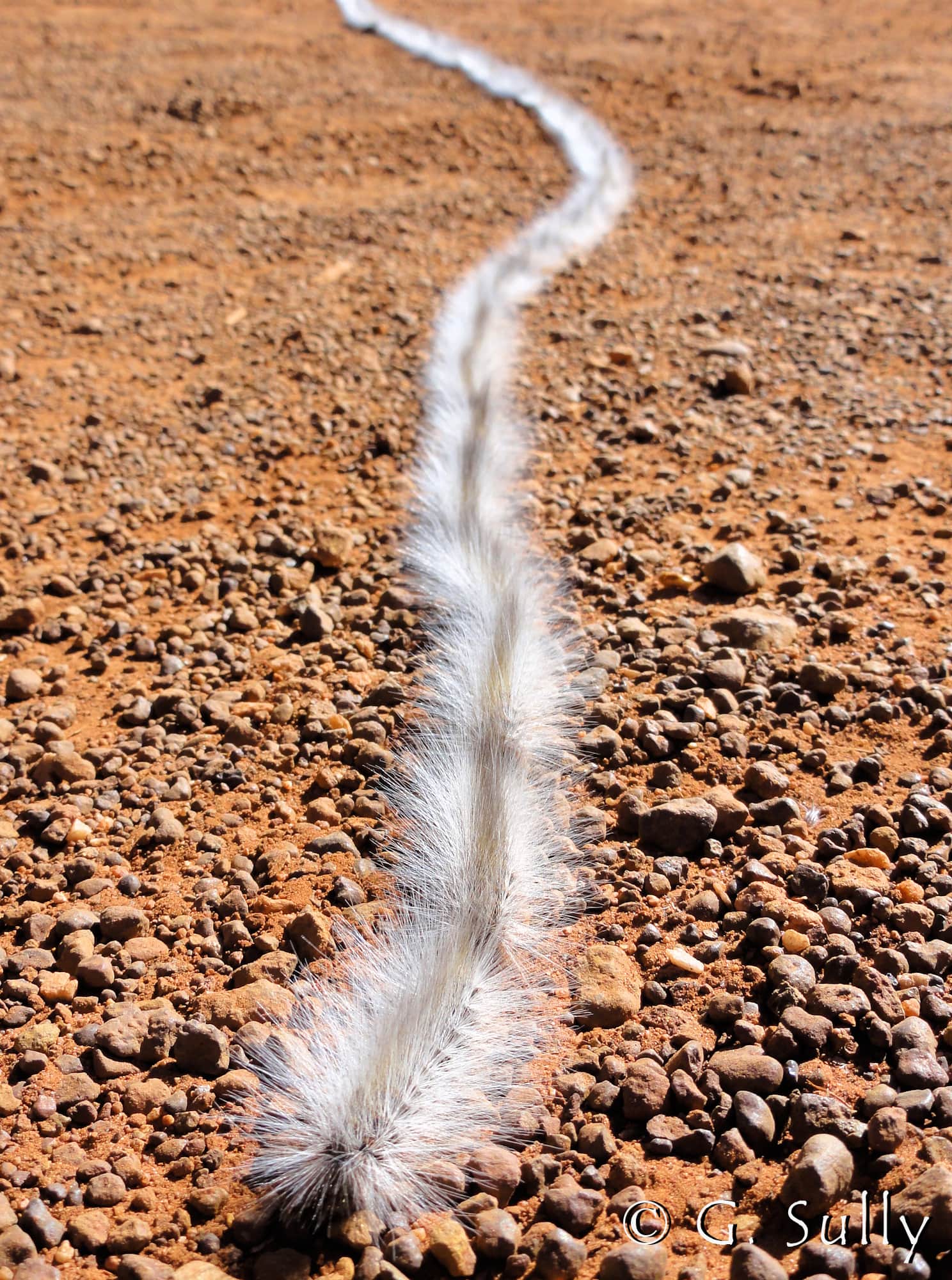 Processionary Caterpillar – Ausemade