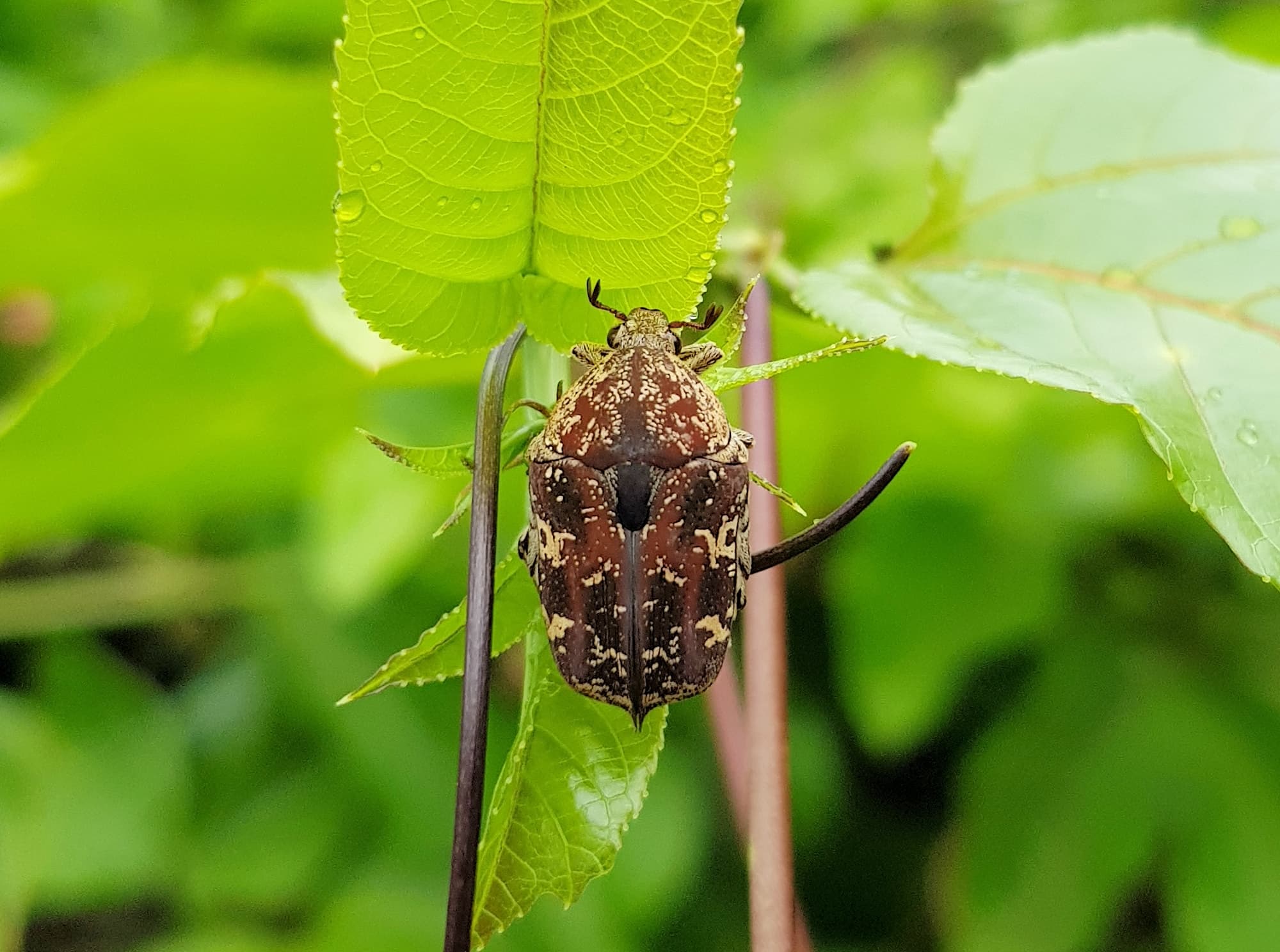 Protaetia fusca – Ausemade