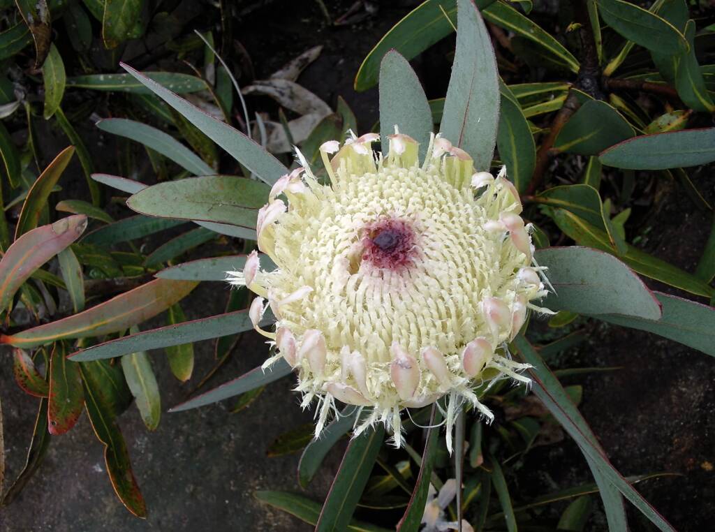 Potberg Sugarbush (Protea aurea ssp potbergensis) – Ausemade