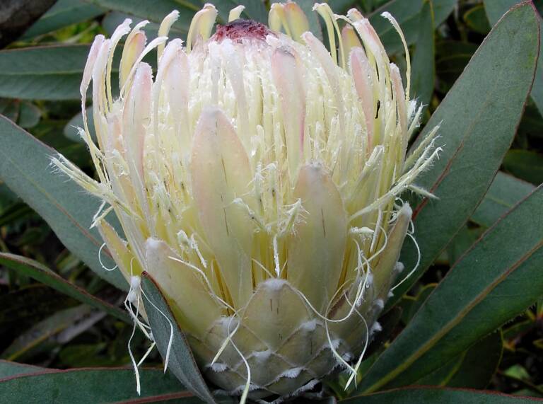New South Wales Flora – Ausemade