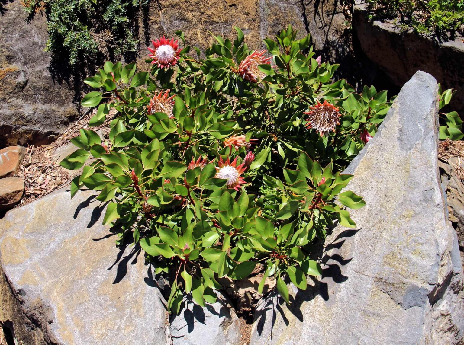 Little Prince (Protea cynaroides) – Ausemade