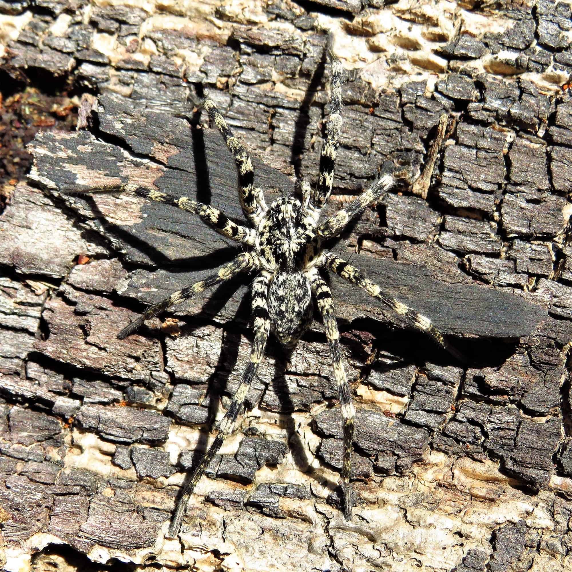 Miturga – Ausemade