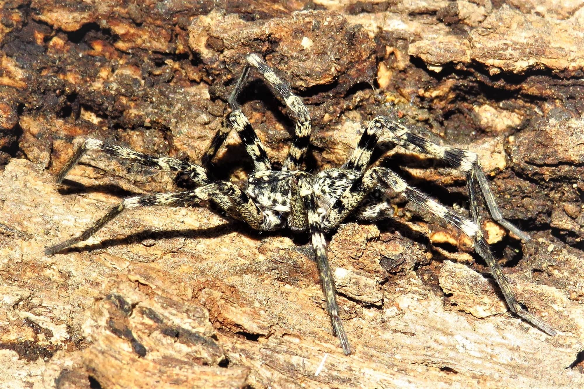 Miturga – Ausemade