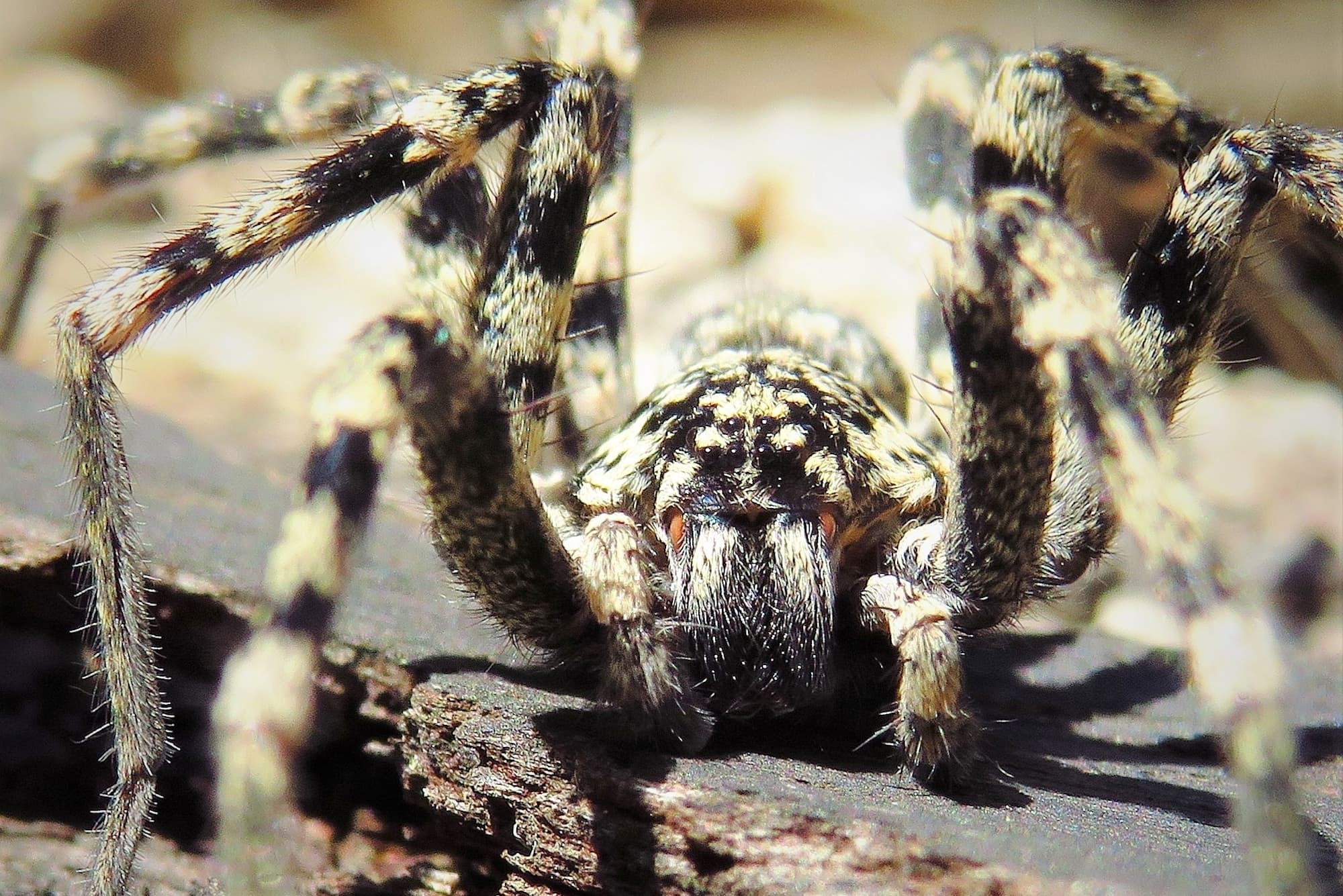 Miturga – Ausemade